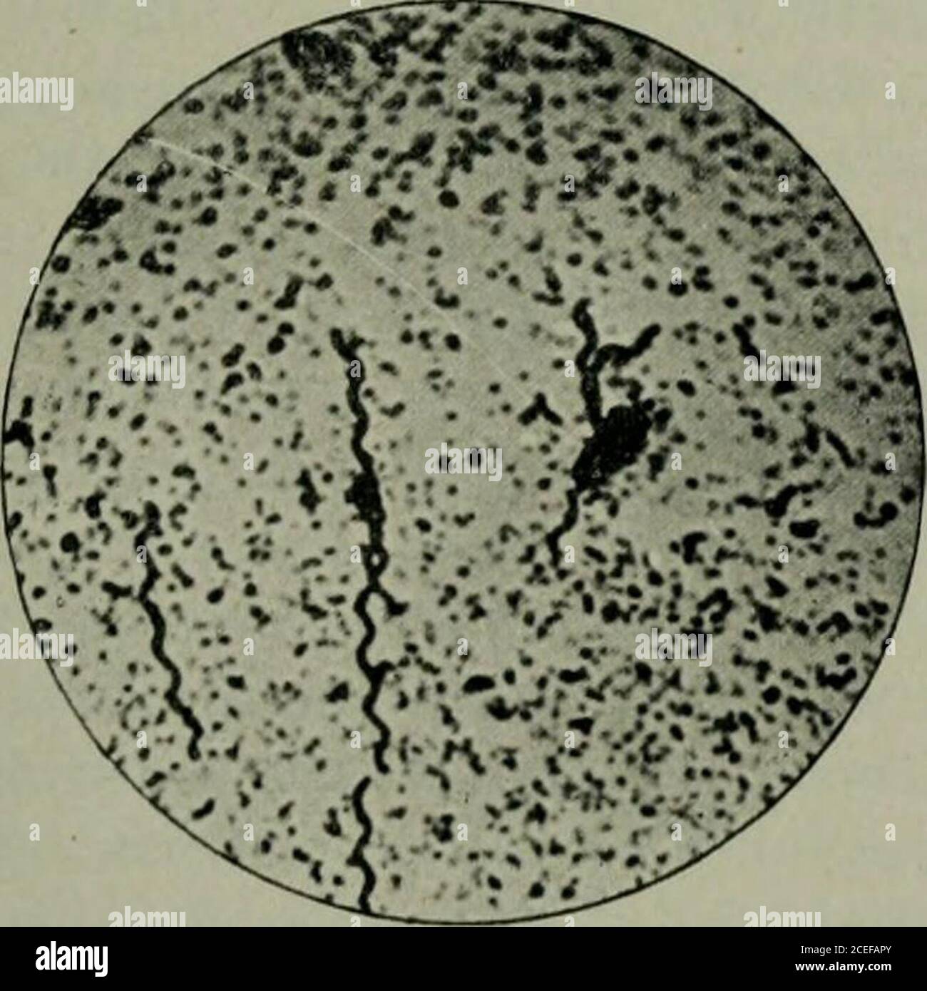 . Pathogenic micro-organisms, including bacteria and Protozoa; a ...