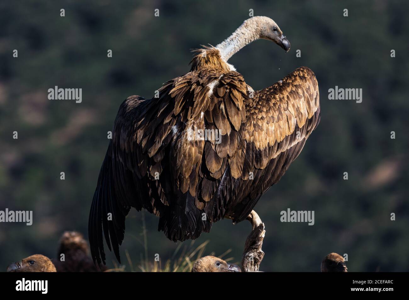 Wilderness background hi-res stock photography and images - Alamy
