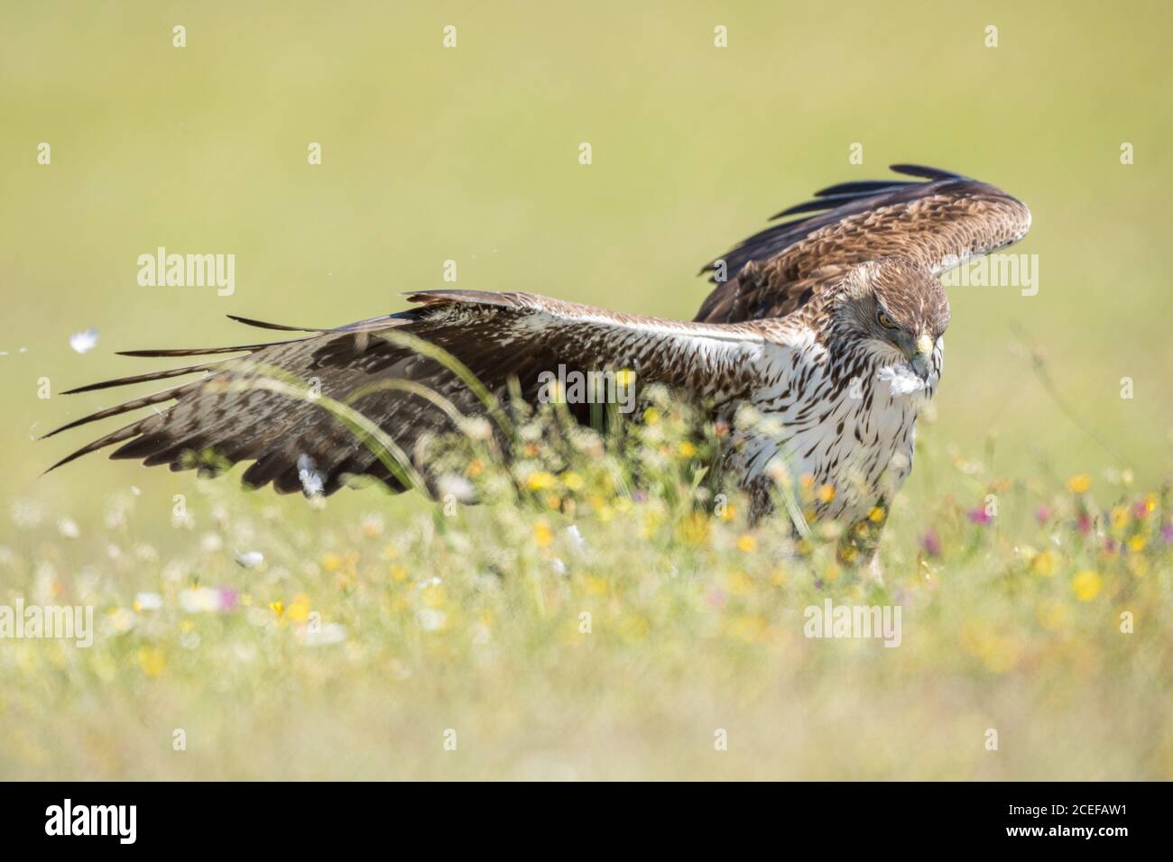 Amazing wild hawk spreading wings while standing in green grass on ...