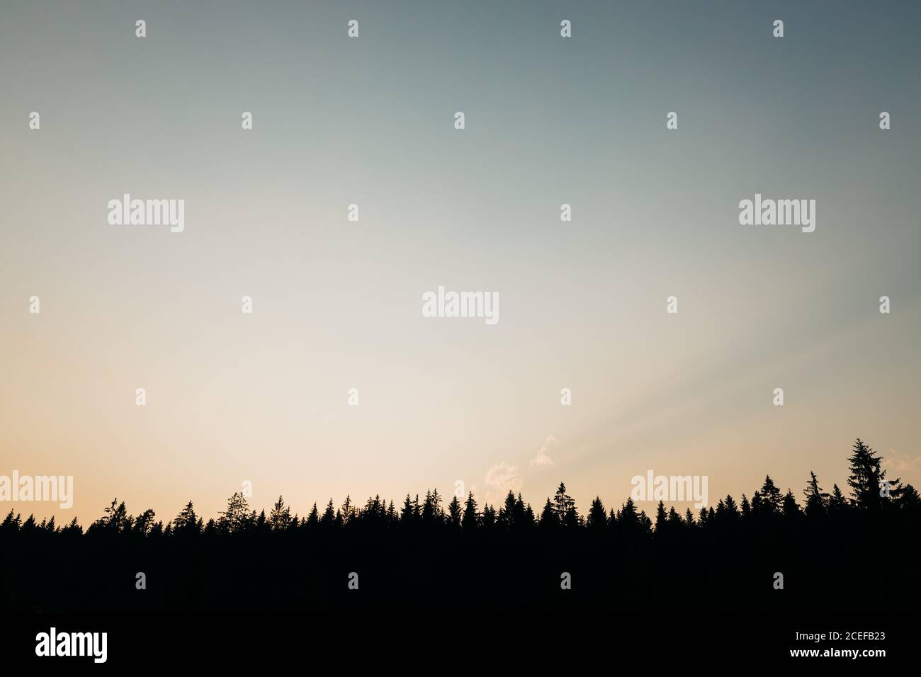 Beautiful sunset over the mountain pine forest Stock Photo - Alamy