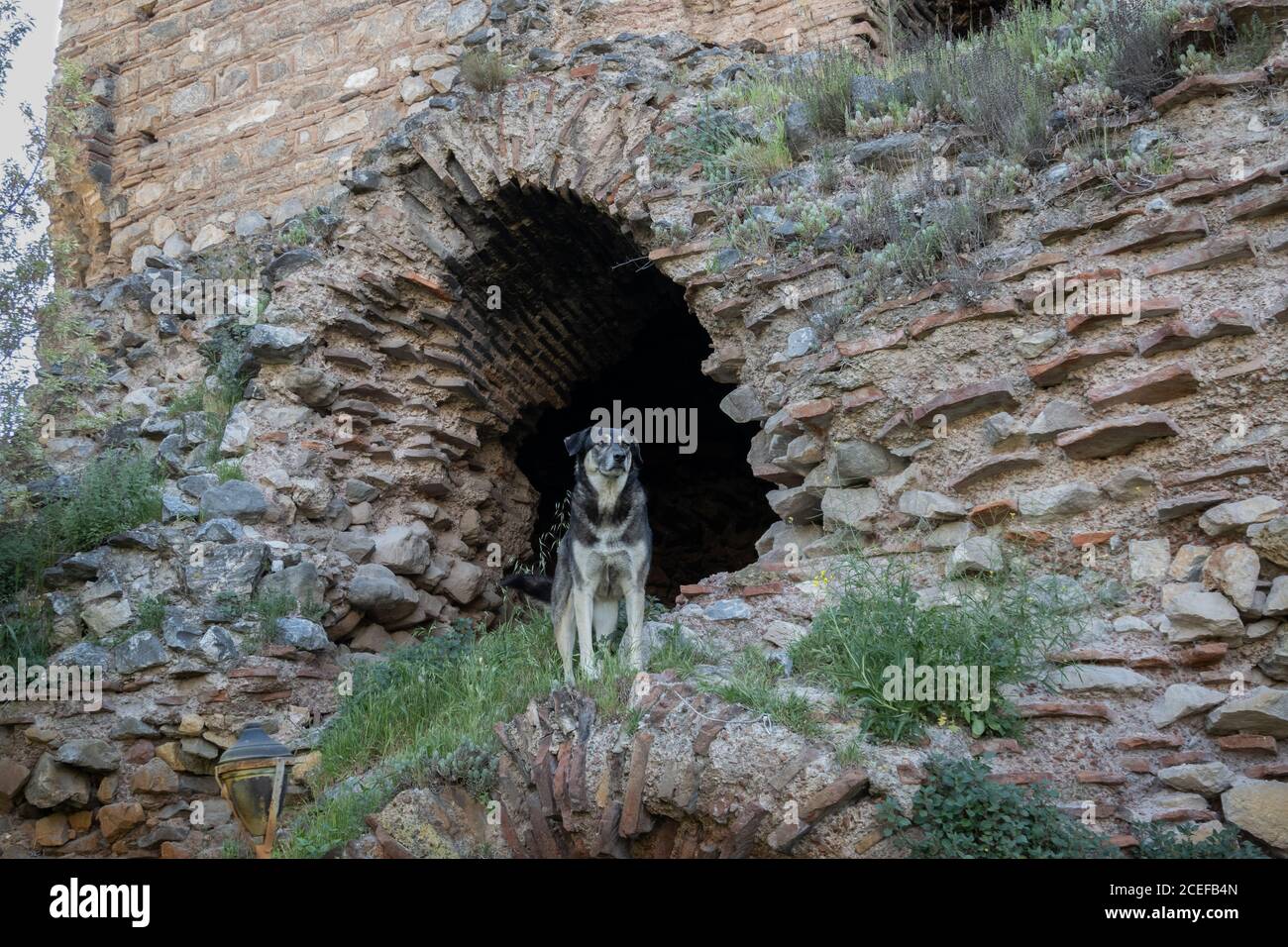 Roman dog wall hi-res stock photography and images - Alamy