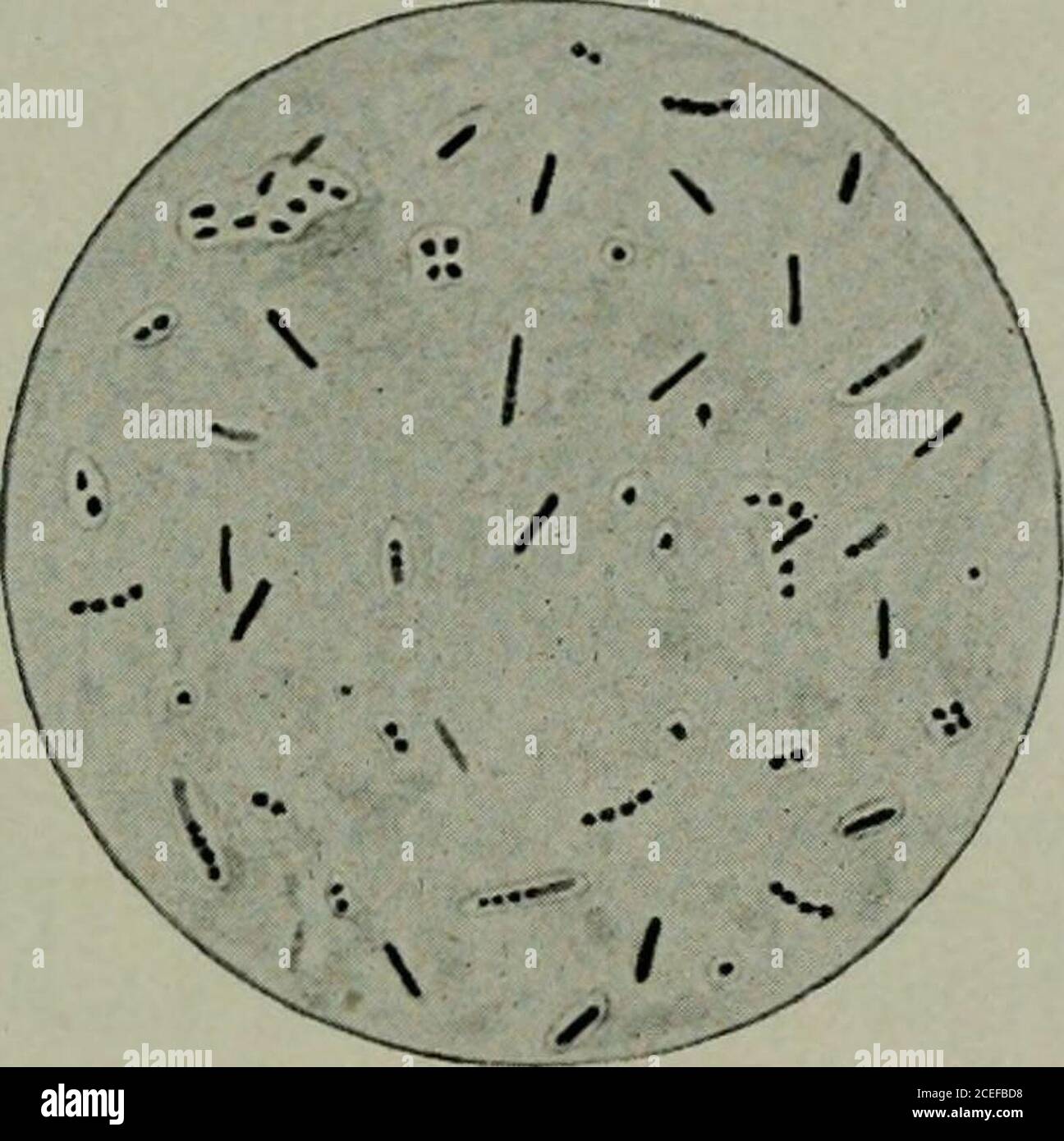 Acidophilic Bacteria