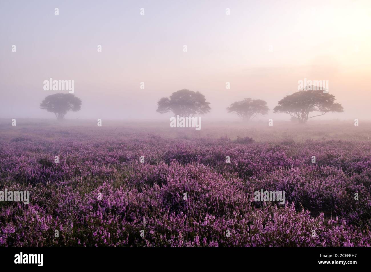 Blooming Heather fields, purple pink heather in bloom, blooming heater ...
