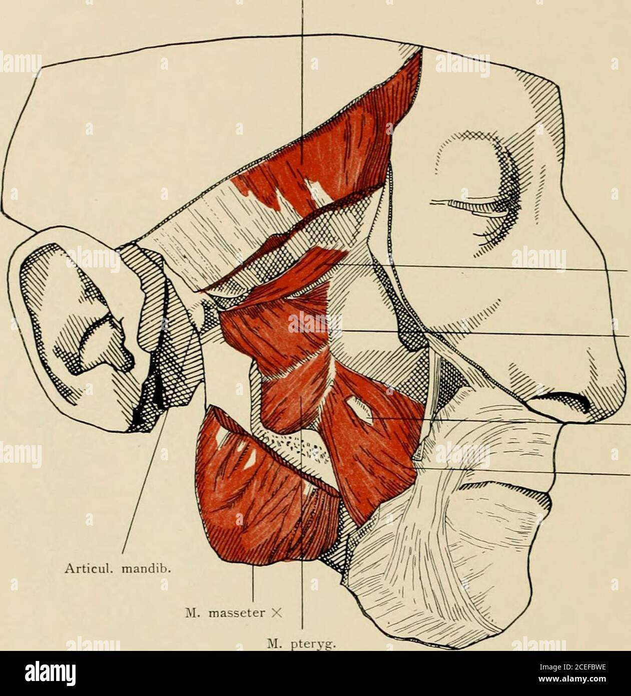 Arcus zygomaticus hi-res stock photography and images - Alamy