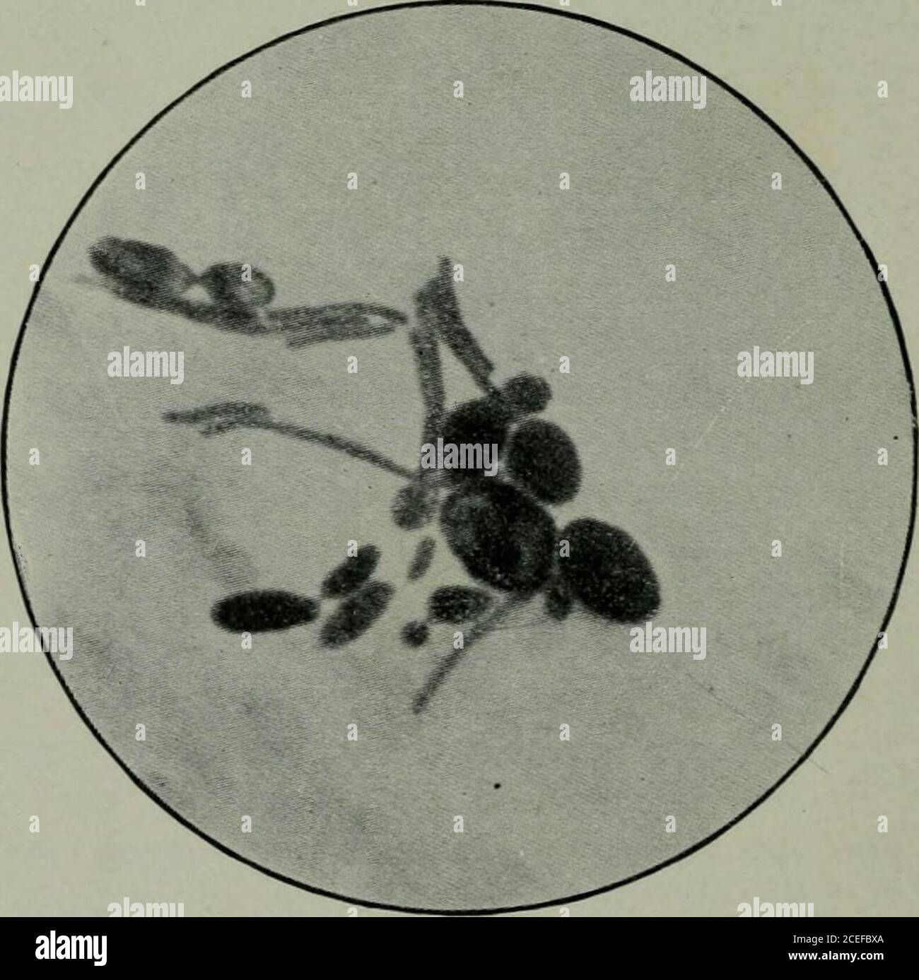 . Pathogenic micro-organisms, including bacteria and Protozoa; a ...