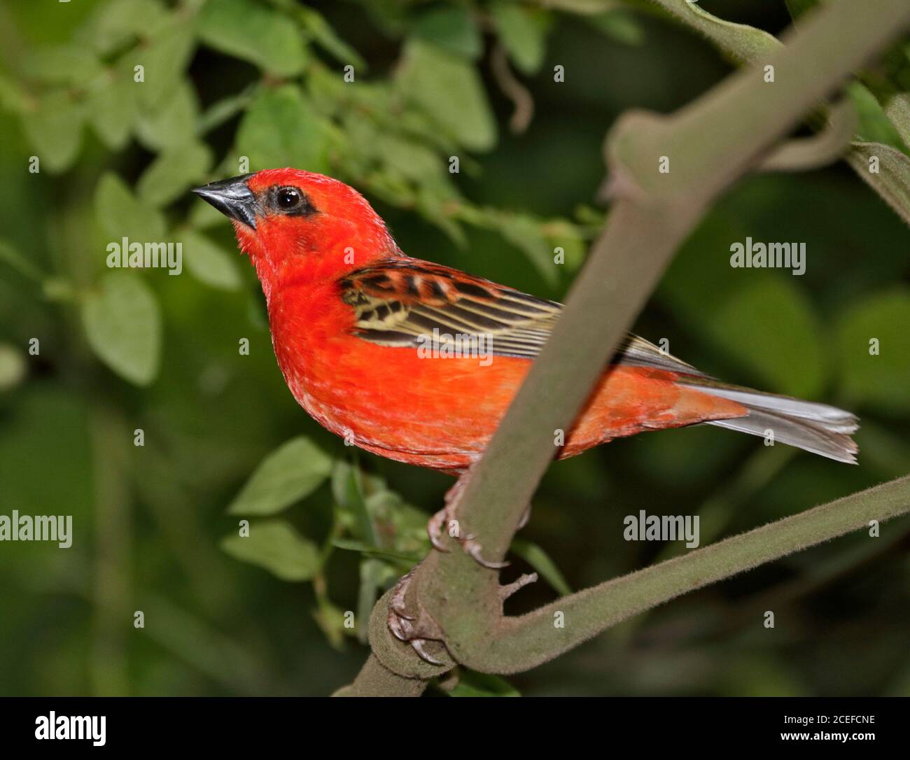Madagascar Fody (foudia madagascariensis) male Stock Photo - Alamy