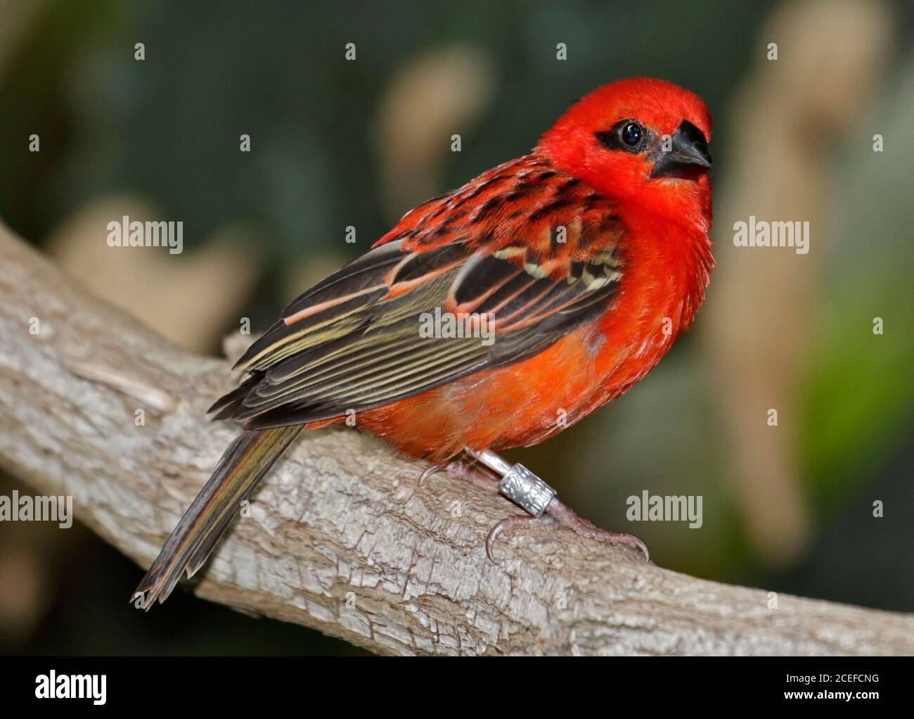 Madagascar Red Fodies Foudia Madagascariensis High Resolution Stock ...