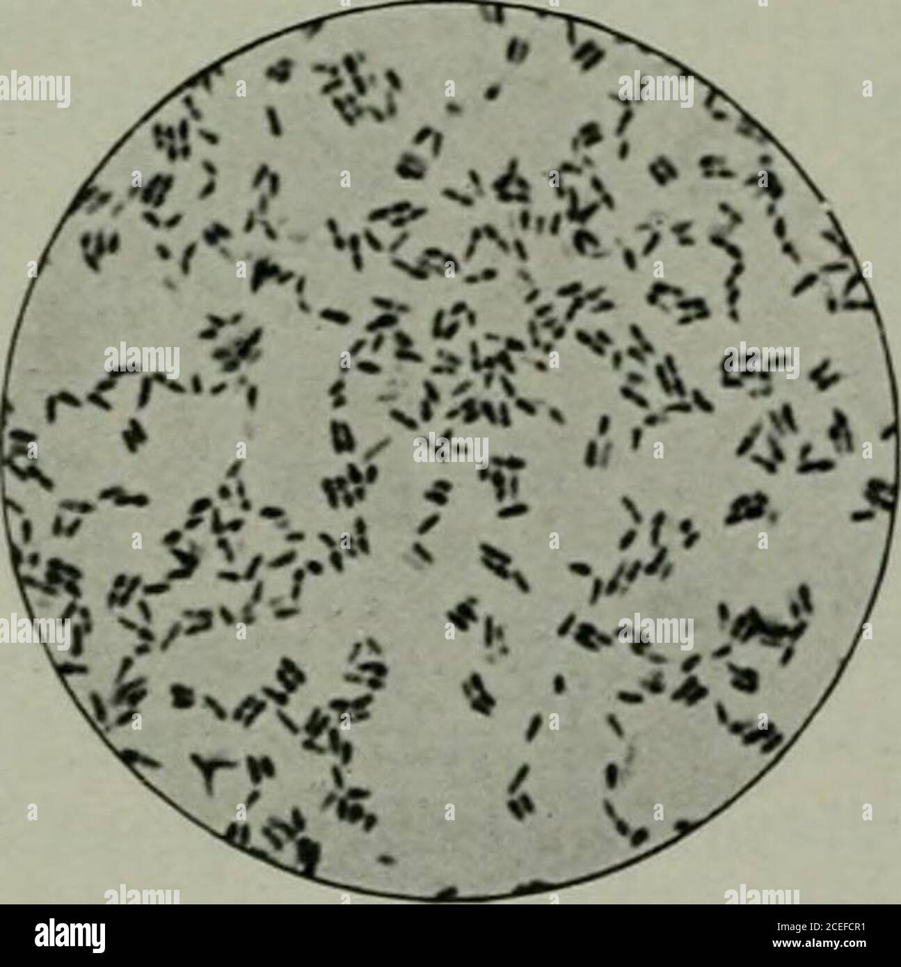 . Pathogenic micro-organisms, including bacteria and Protozoa; a ...