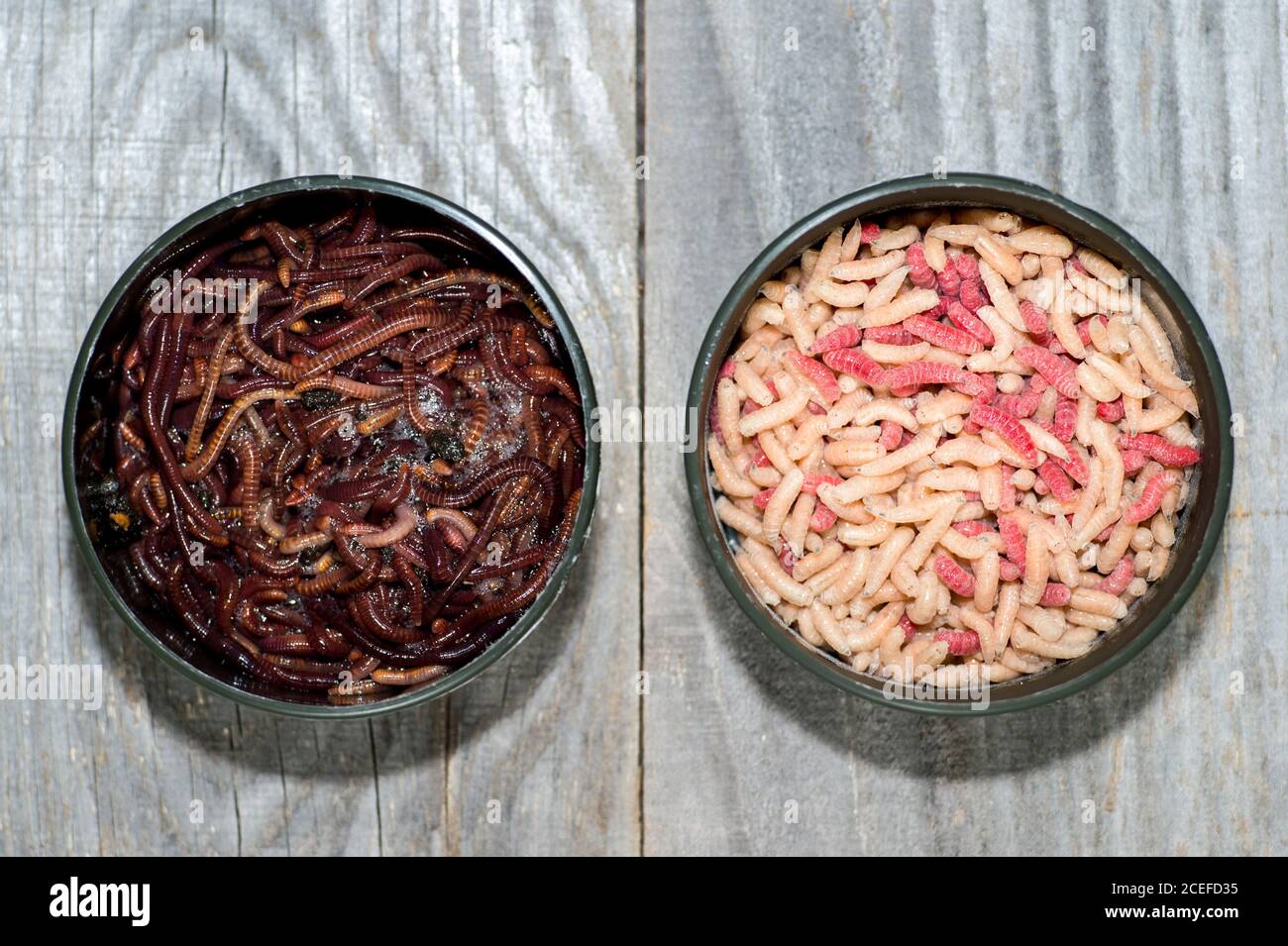 Fly larvae and compost worms in open fishing boxes on a wooden rustic ...