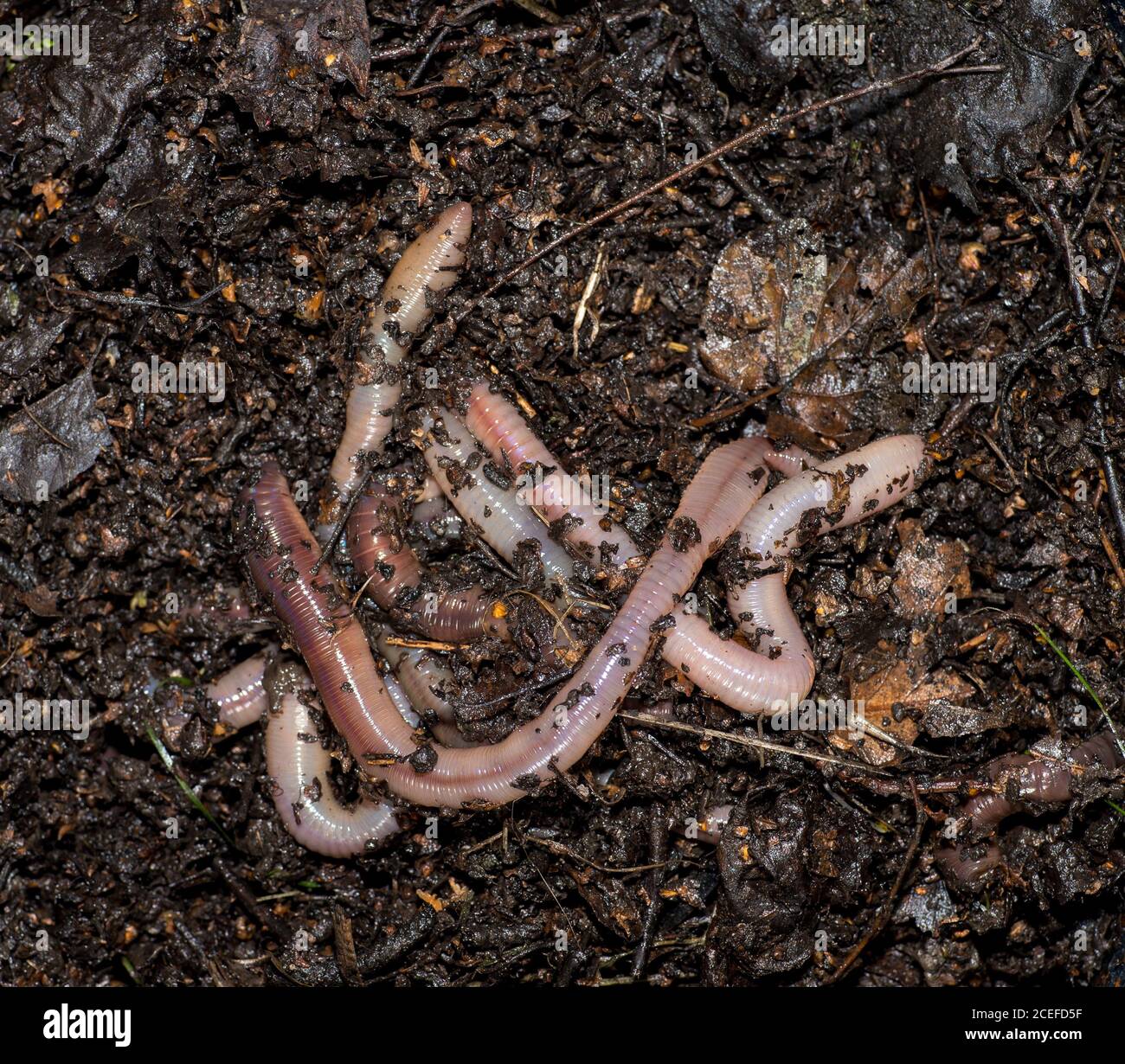 Several large earthworms on moist, greasy soil Stock Photo - Alamy