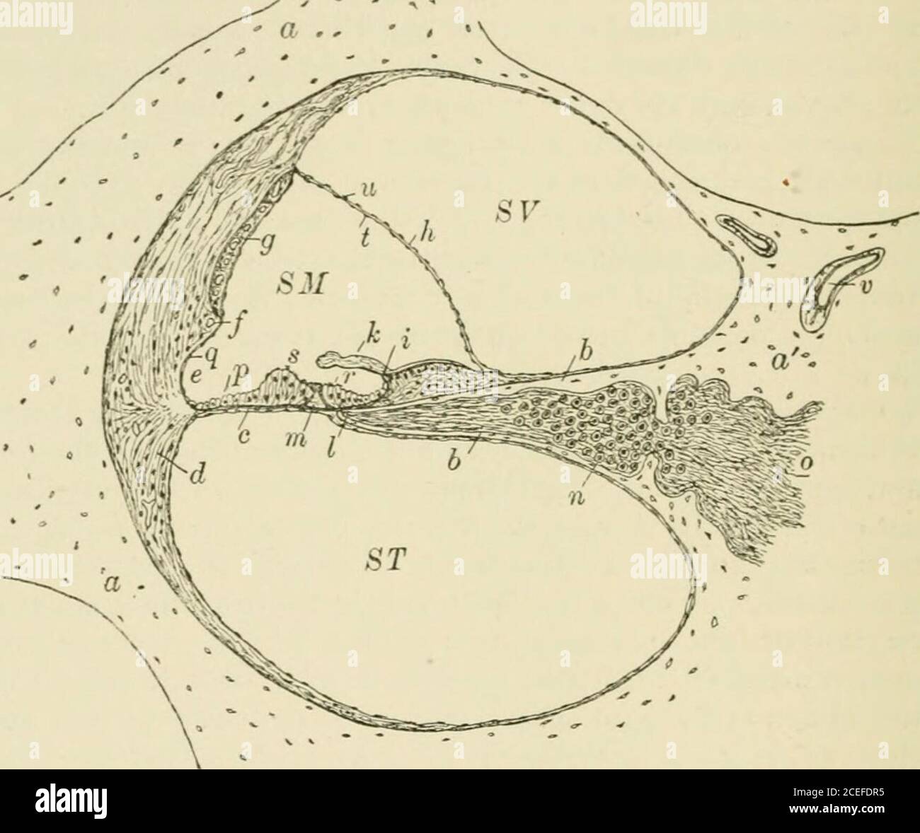 Cochlear Duct Histology