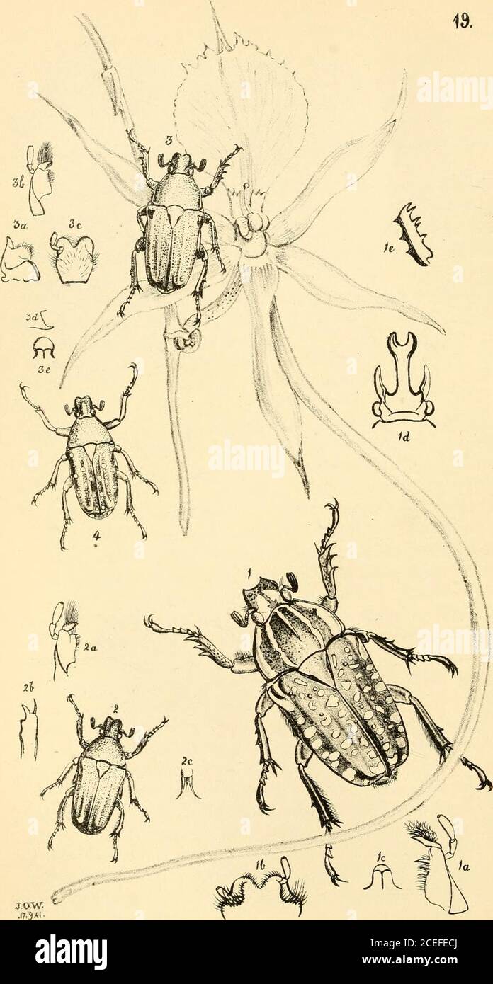 . Arcana entomologica, or, Illustrations of new, rare, and interesting ...