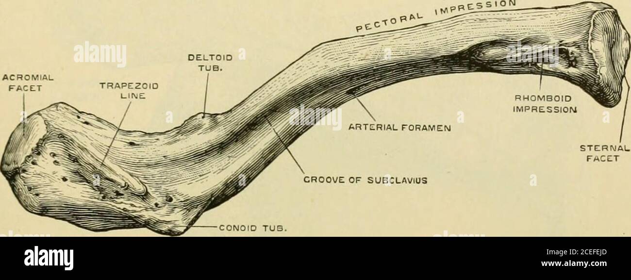 Clavicle Bone Markings