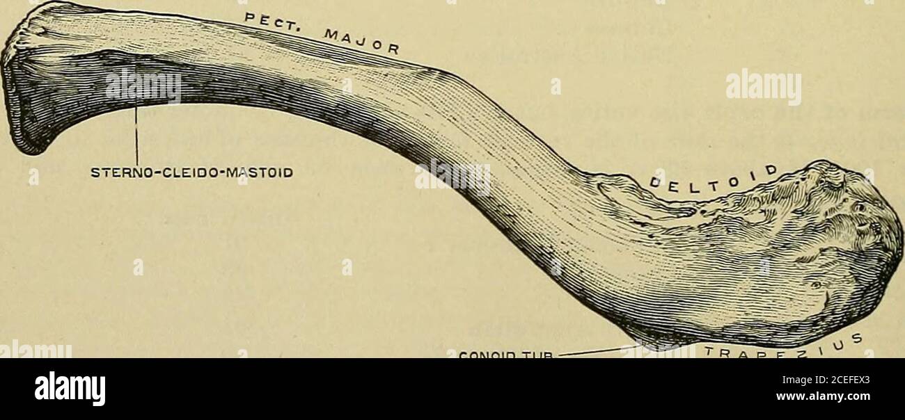 . Quain's Elements of anatomy. been employed unintentionally. (G-osse ...