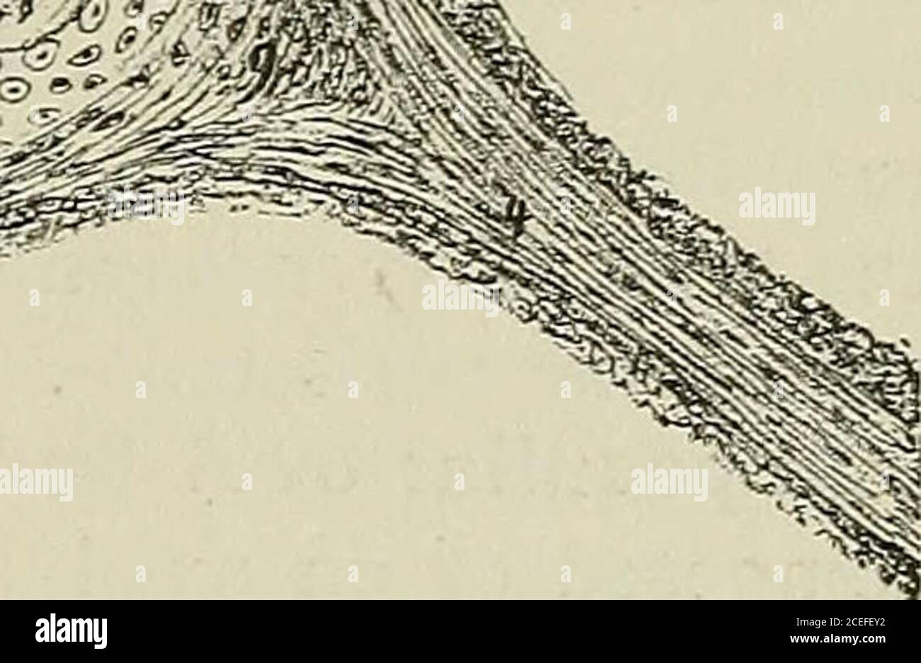 Normal tympanic membrane hi-res stock photography and images - Alamy