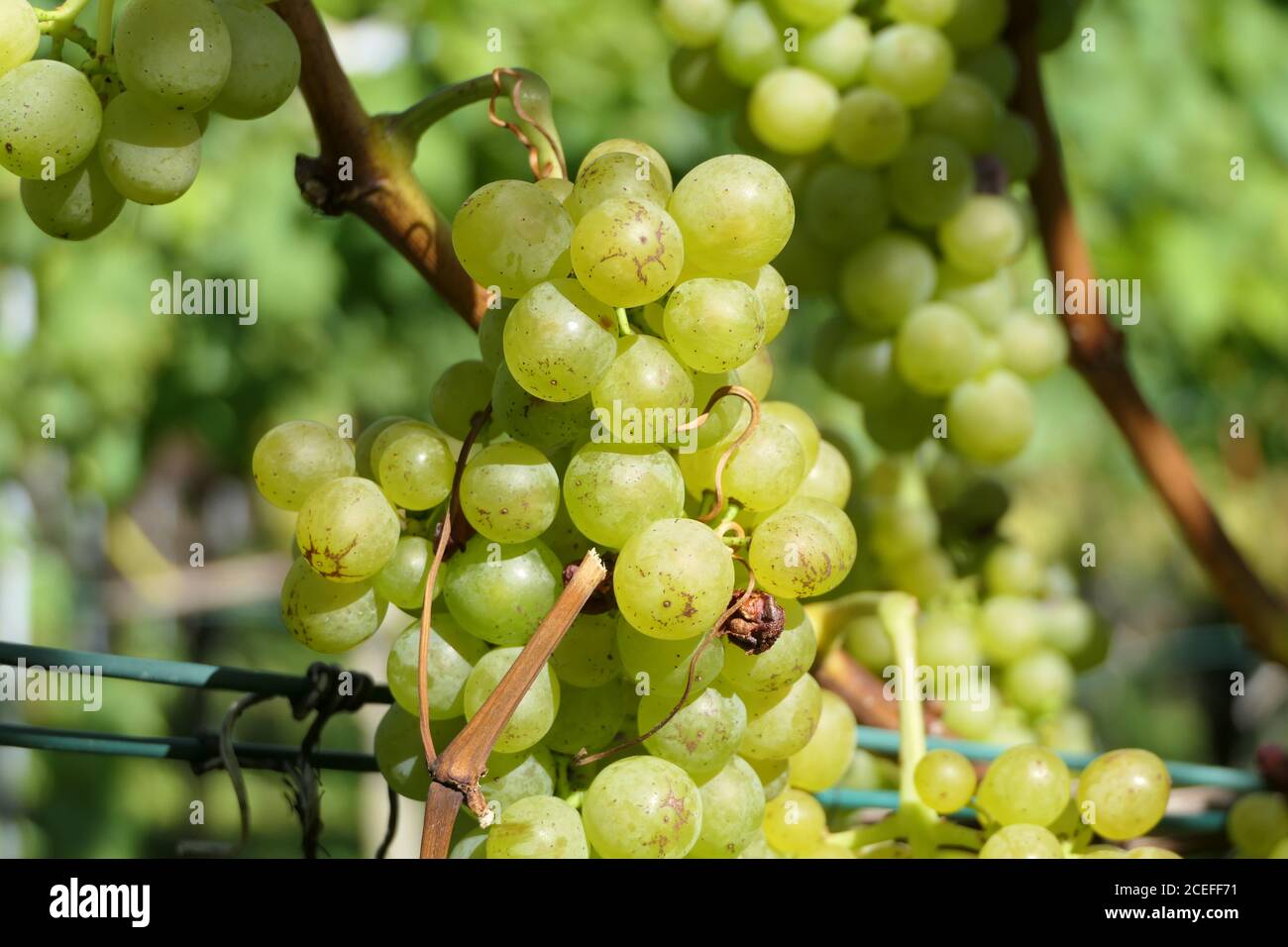 White wine grapes growing in hi-res stock photography and images - Alamy
