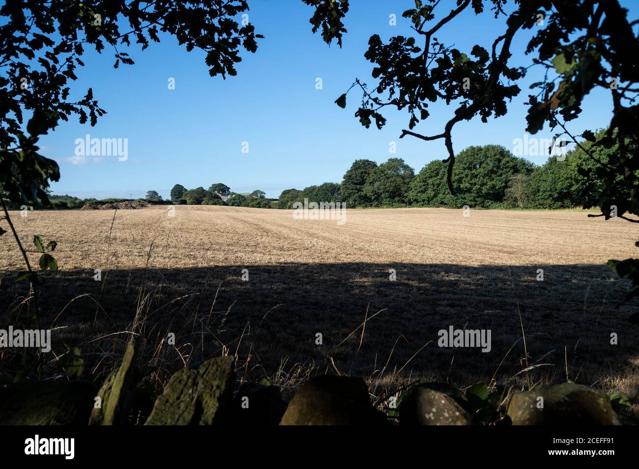 Stubble burning has been effectively prohibited since 1993 hi-res stock ...