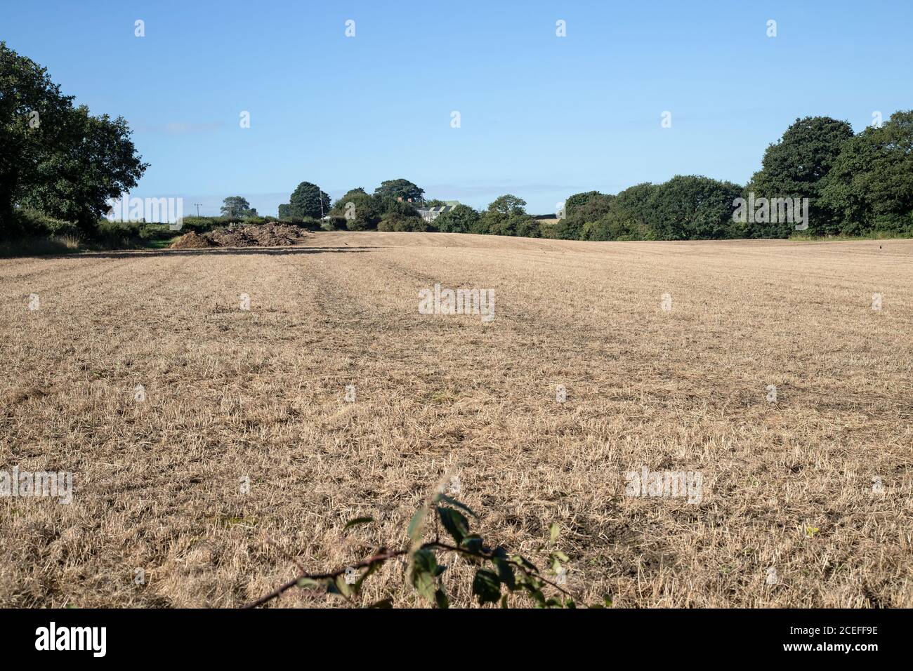 Stubble burning has been effectively prohibited since 1993 hi-res stock ...