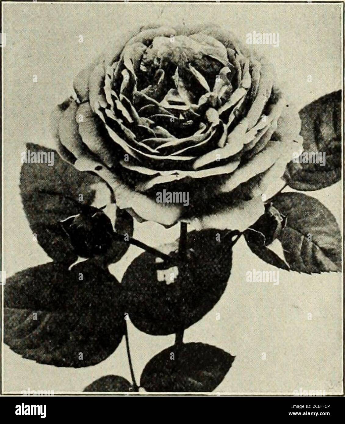 . Revised, illustrated and descriptive catalogue of fruit and ...