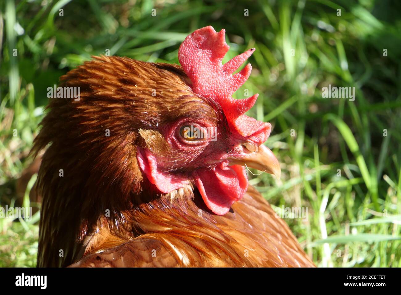 Hen sun hi-res stock photography and images - Alamy