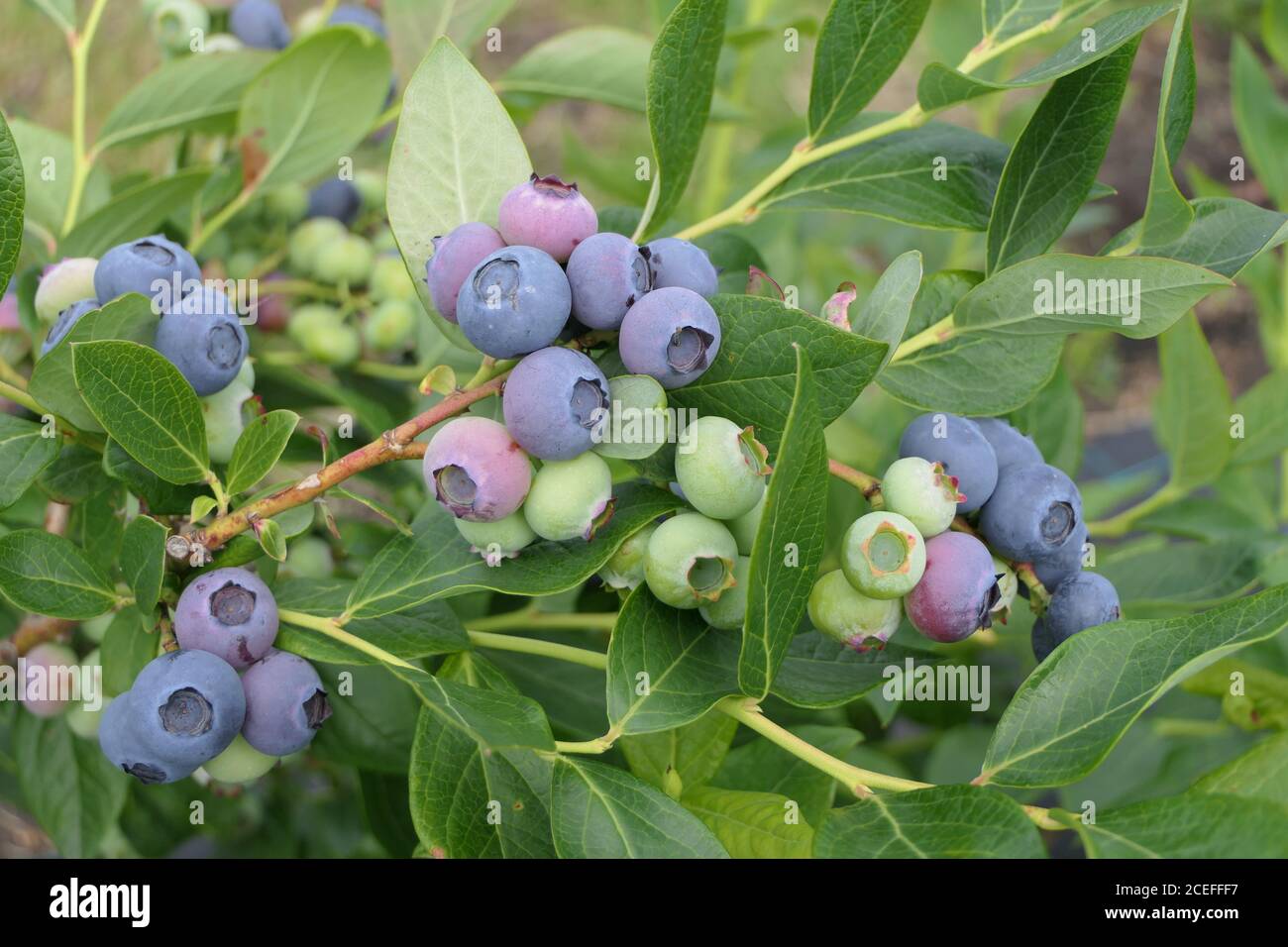 Blueberry plantation hi-res stock photography and images - Alamy