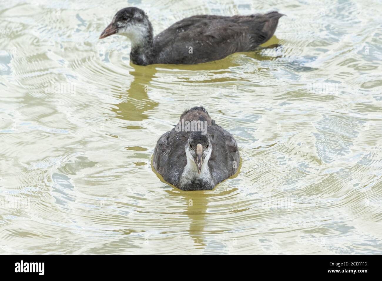 Australian coots hi-res stock photography and images - Alamy