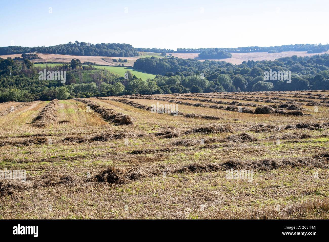 A field of newly mown hay neatly laid in rows and waiting to be ...