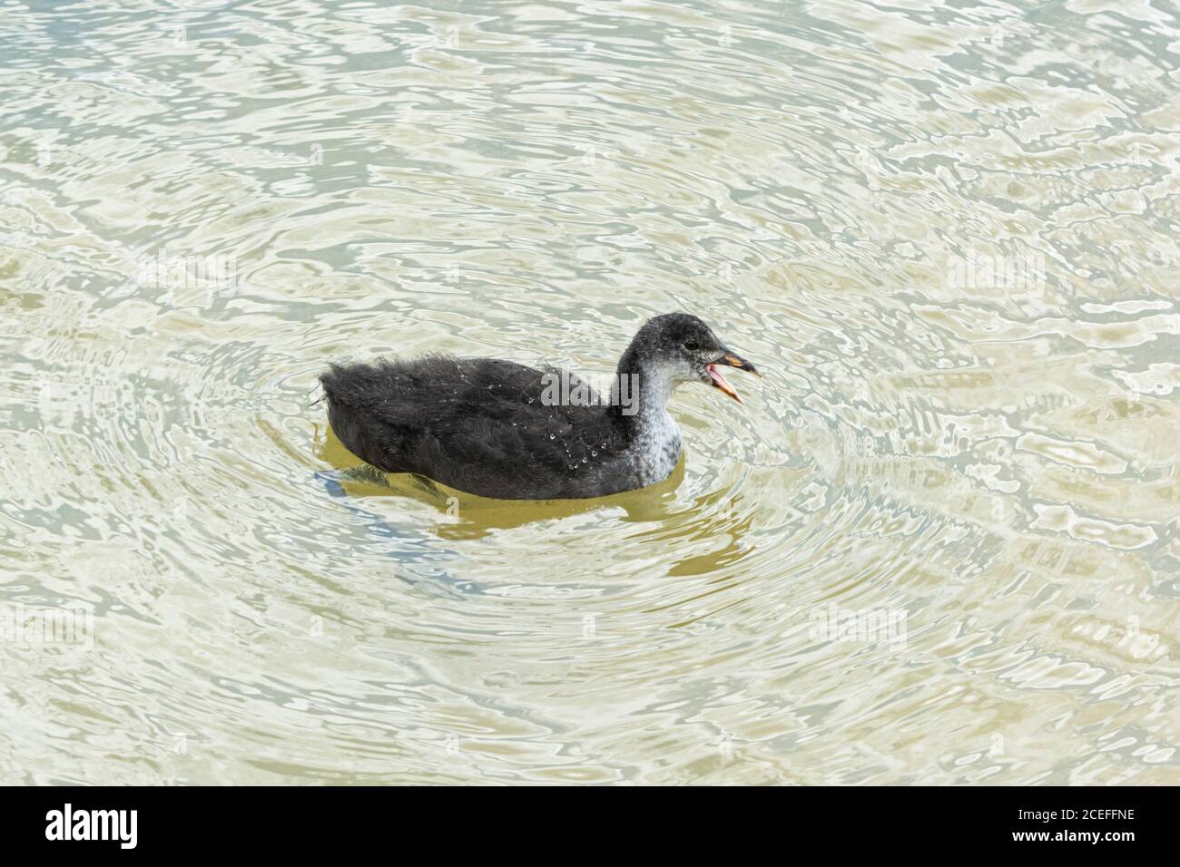 A juvenile coot (Fulica atra atra) swimming on a lake Stock Photo - Alamy