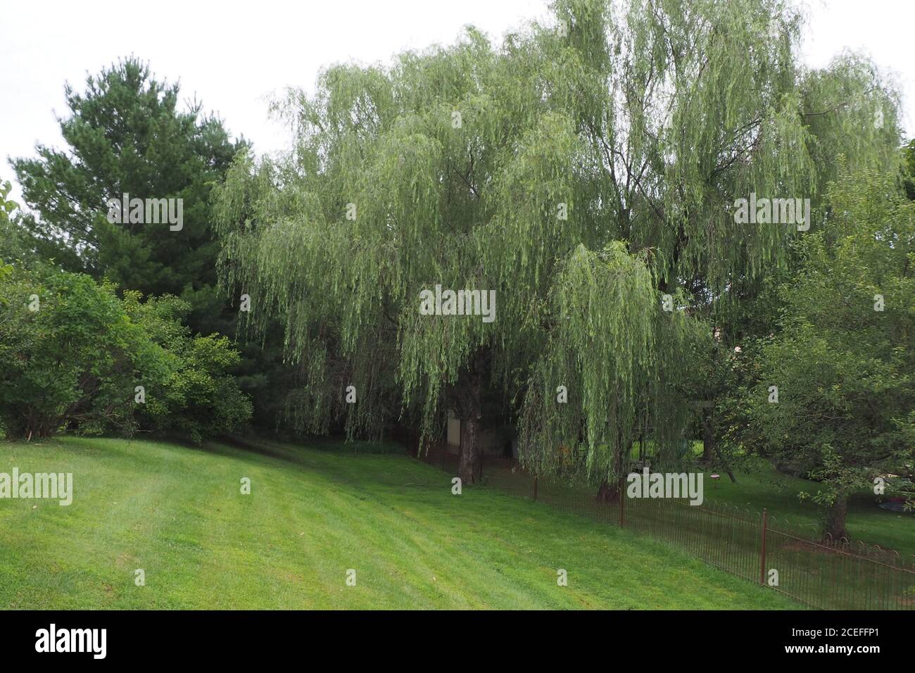 The weeping willow tree always dominates the scene Stock Photo - Alamy