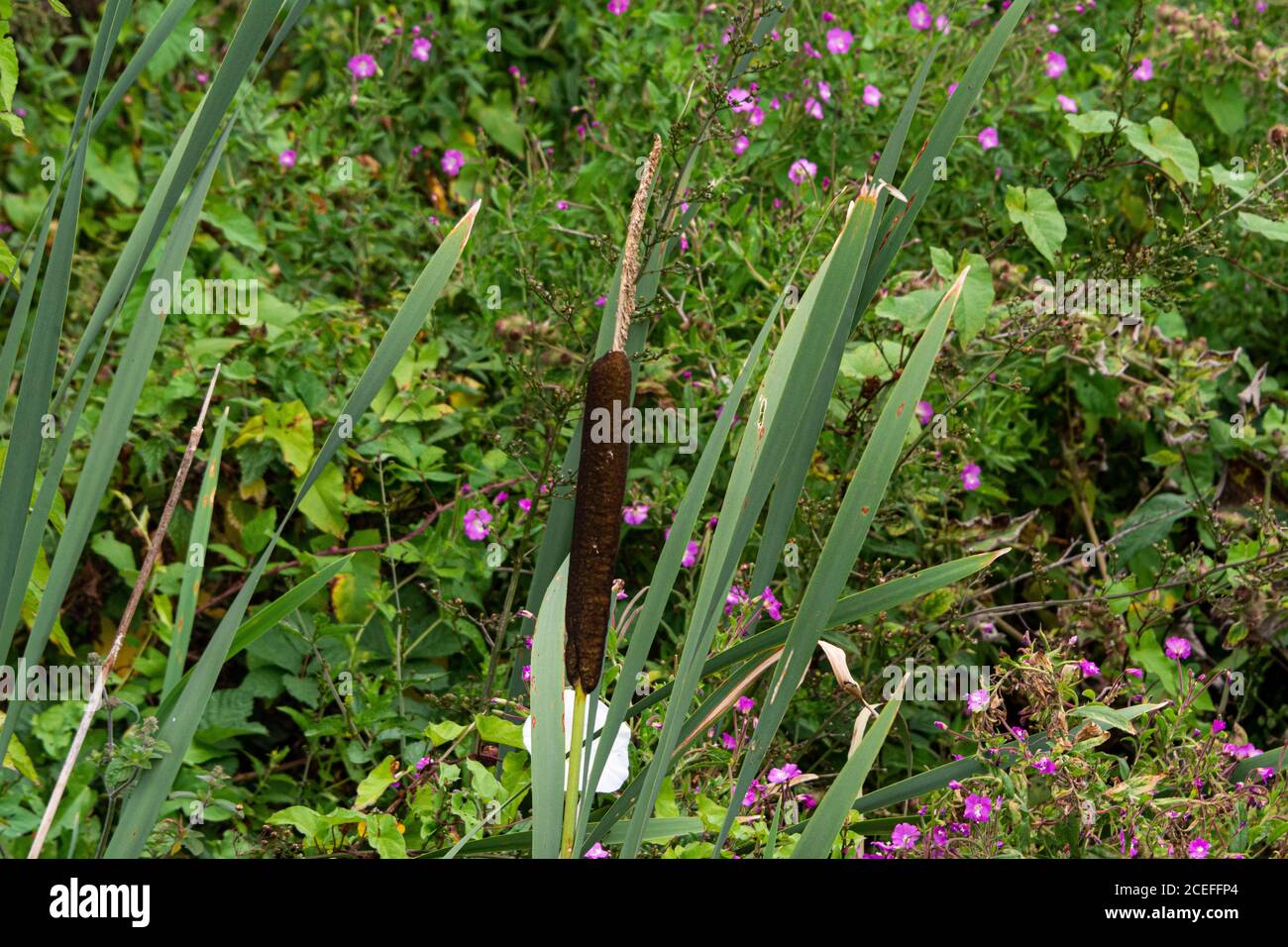 Bulrush Flower High Resolution Stock Photography and Images - Alamy