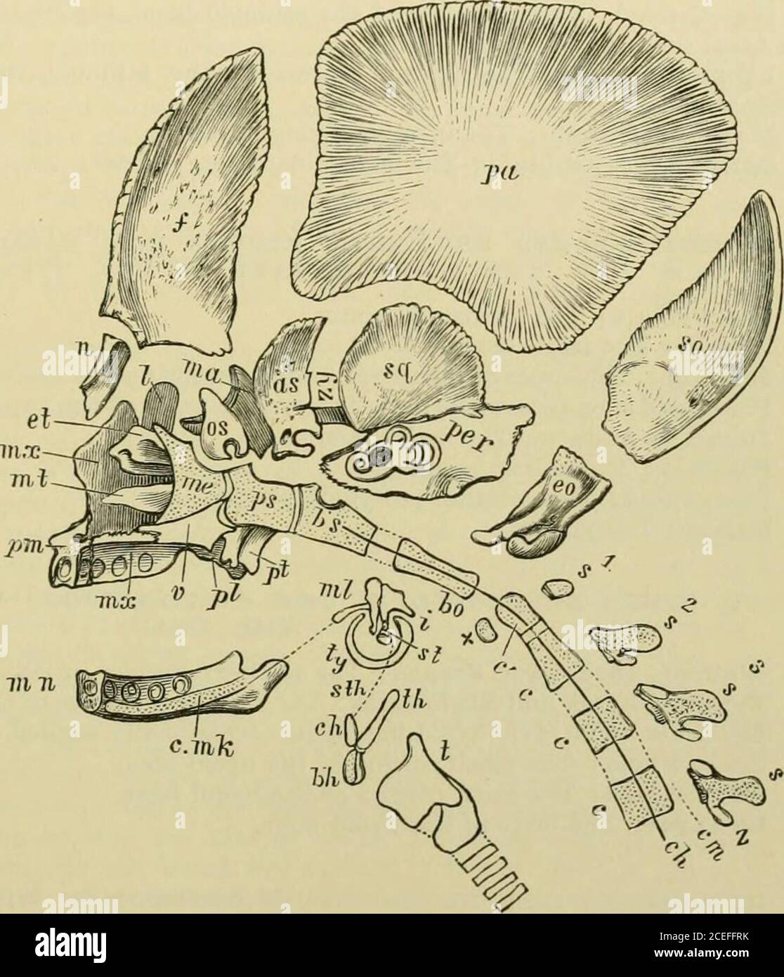 . Quain's Elements of anatomy. omson.) In this figure the bones ...
