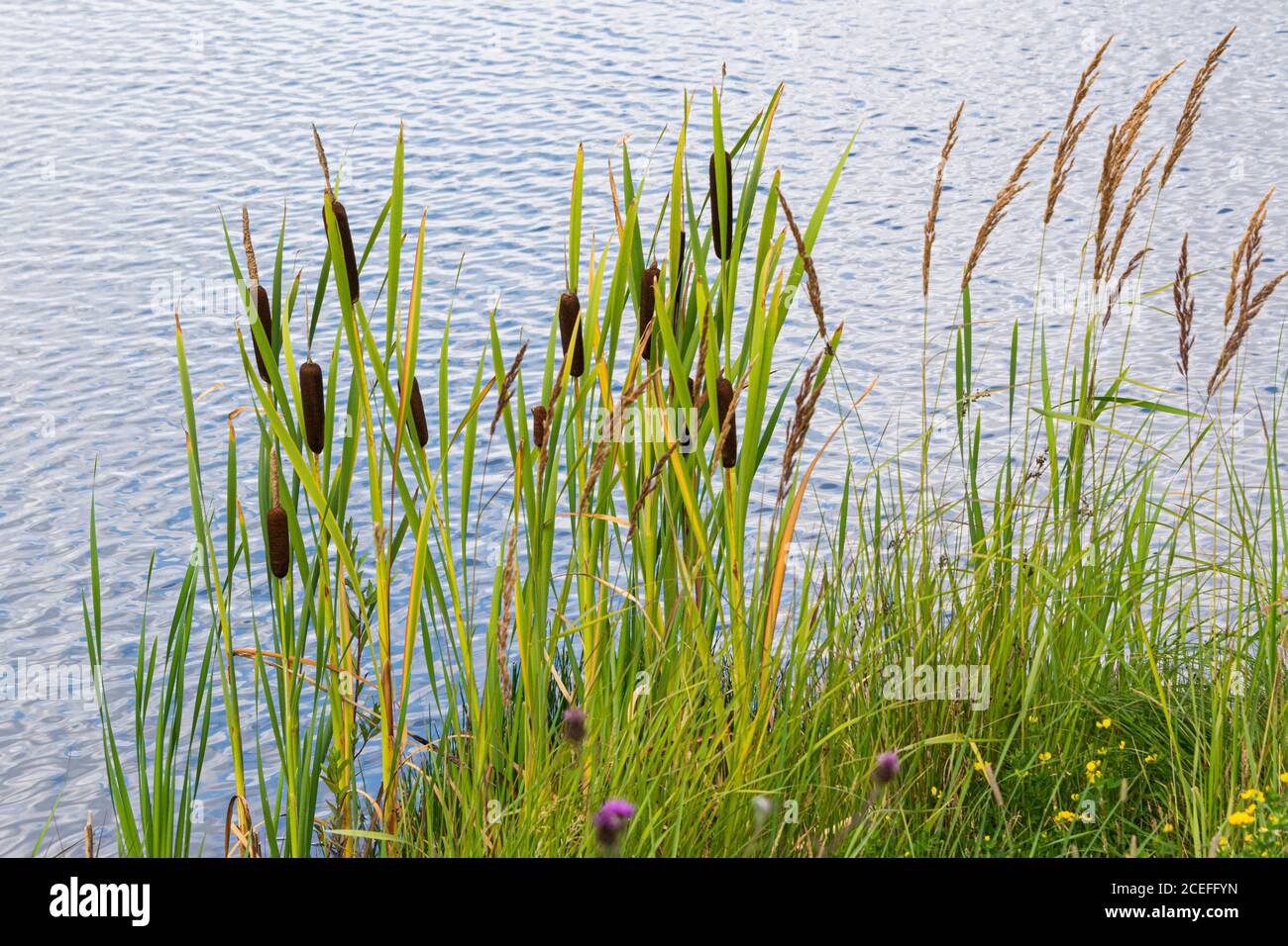 Great reedmace (Typha latifolia) growing on the edge of a lake Stock ...