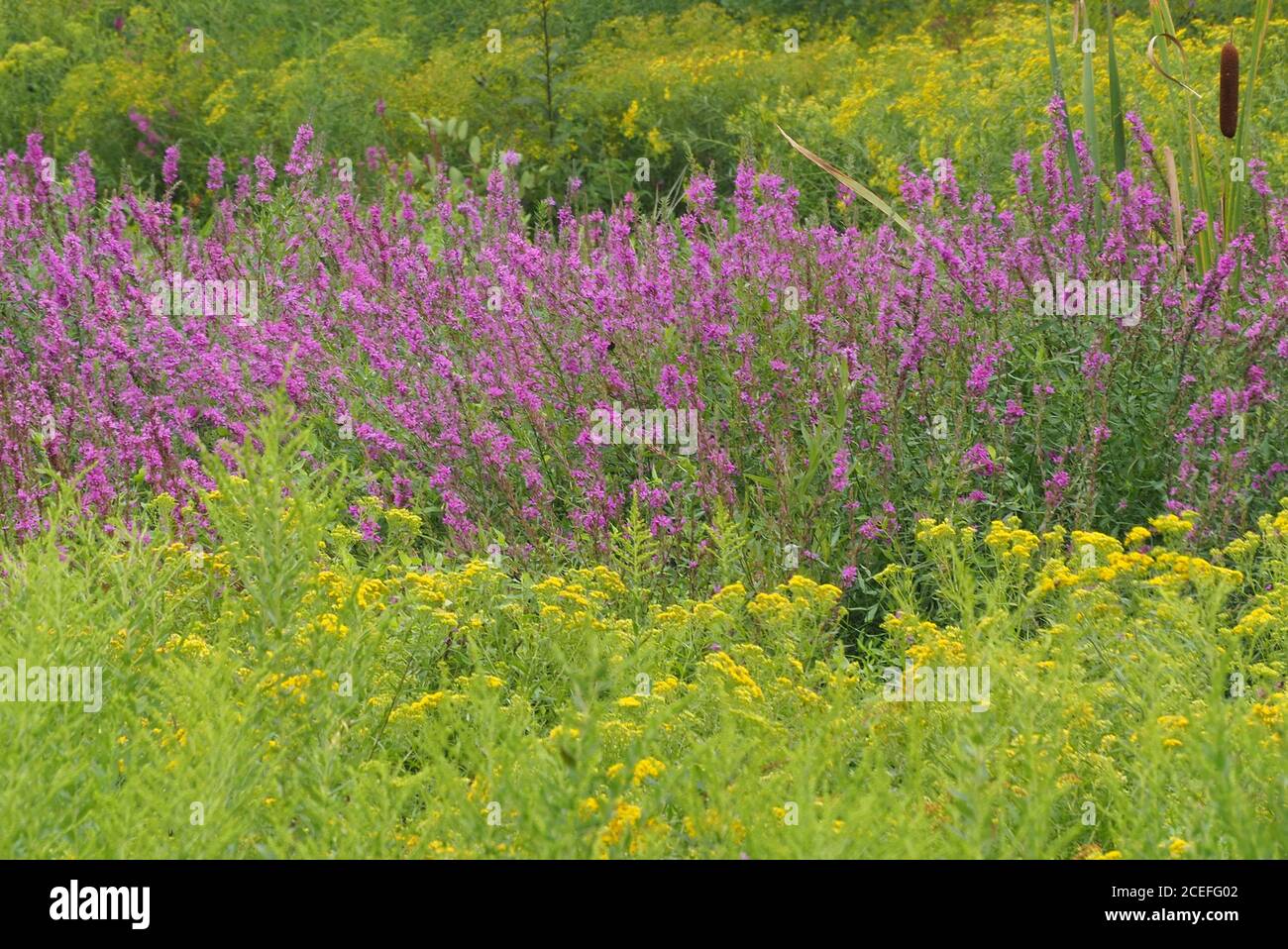 The confluence of yellow and purple wild flowers Stock Photo - Alamy