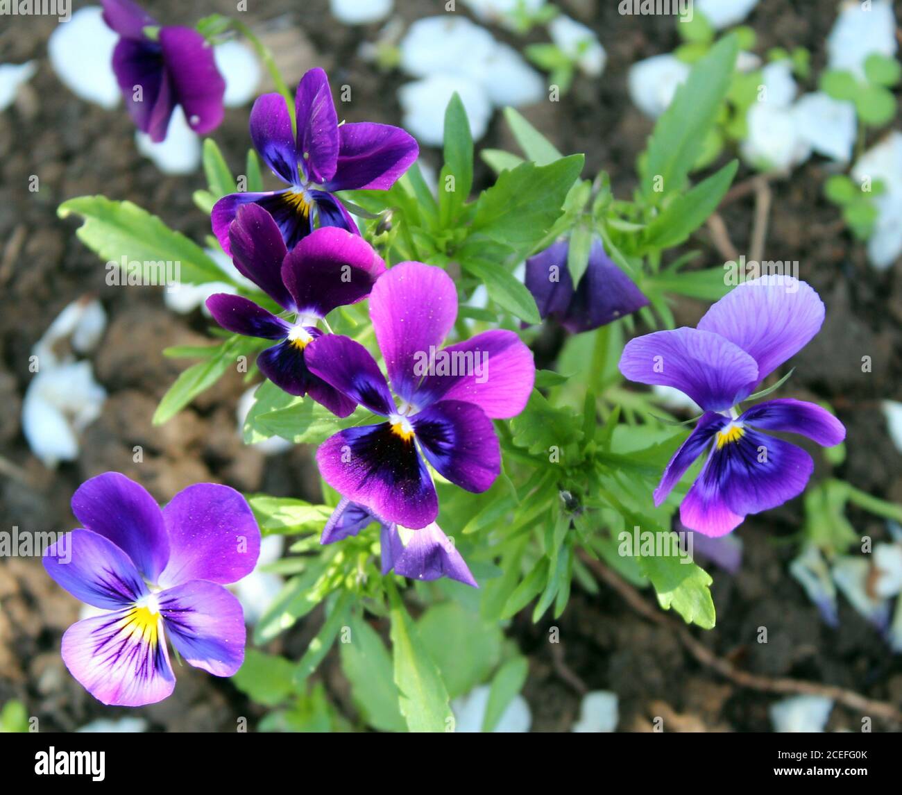 Pancy hi-res stock photography and images - Alamy