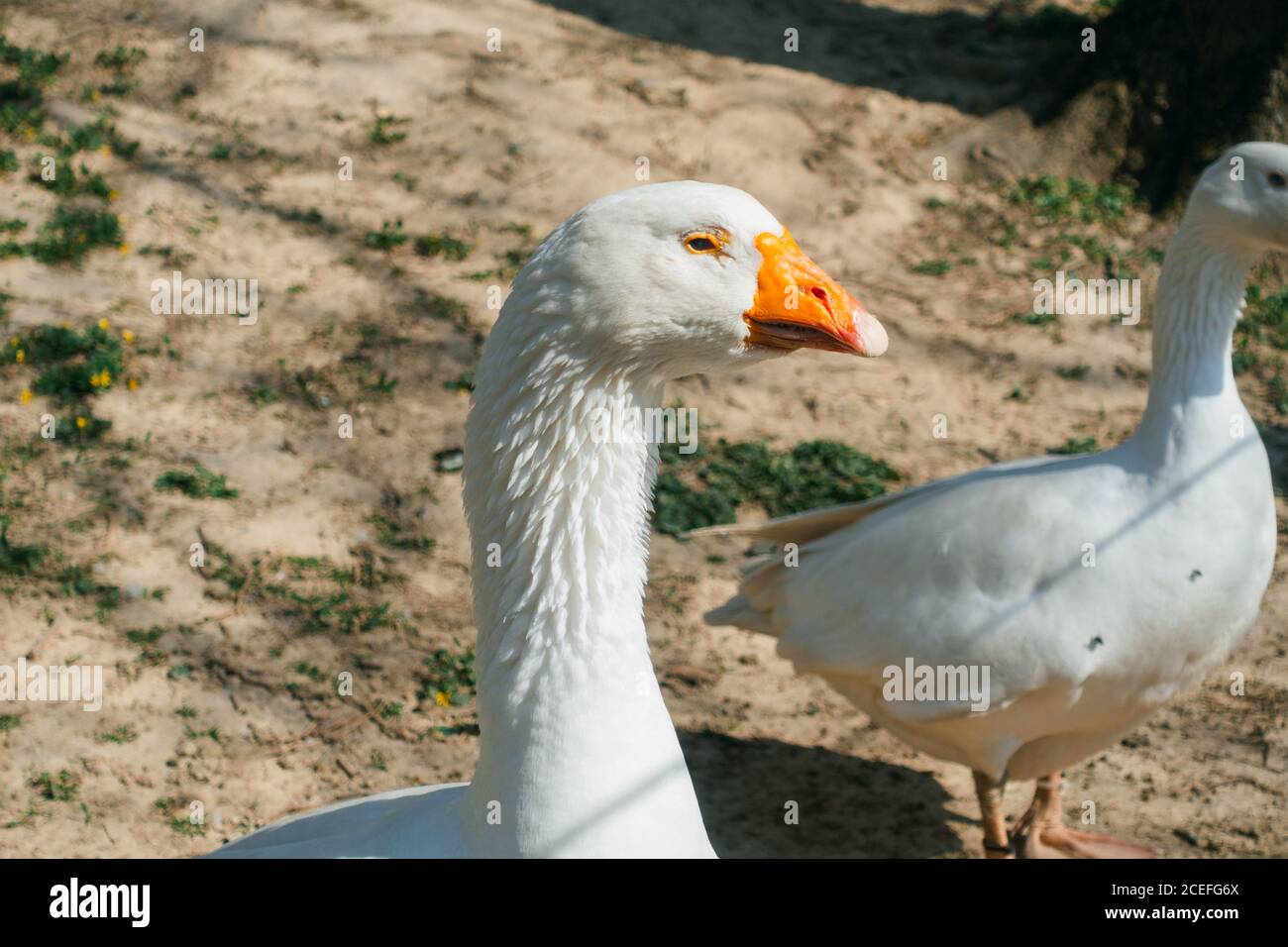 A goose depicted from the side Stock Photo - Alamy