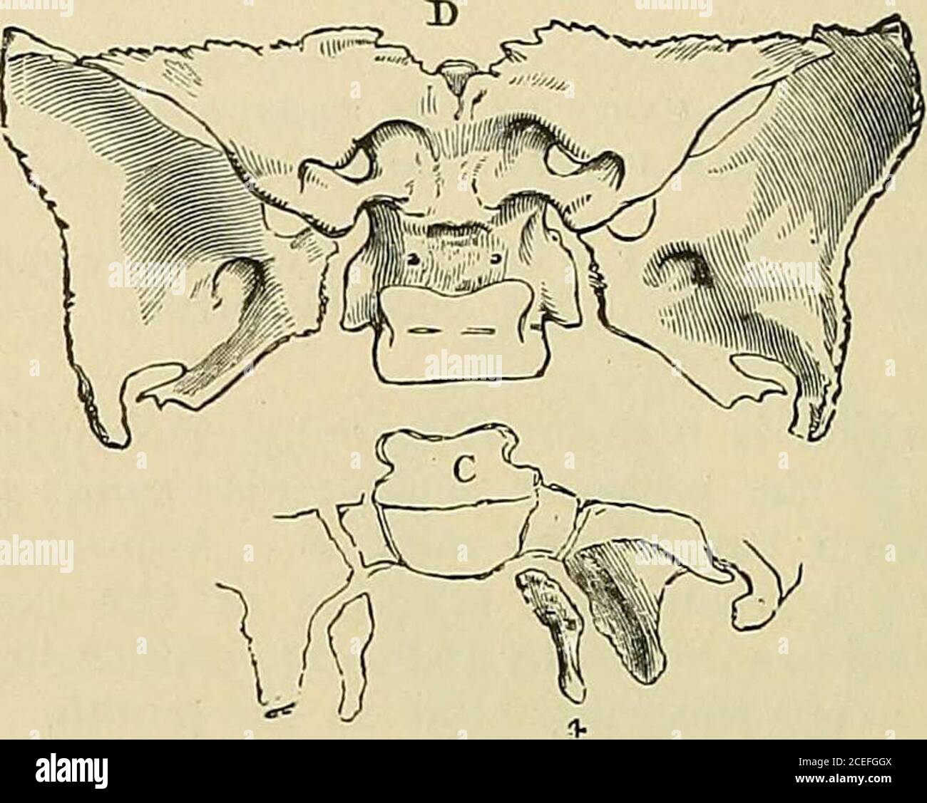 . Quain's Elements of anatomy. Fig. 78.—Ossification of the sphenoid ...