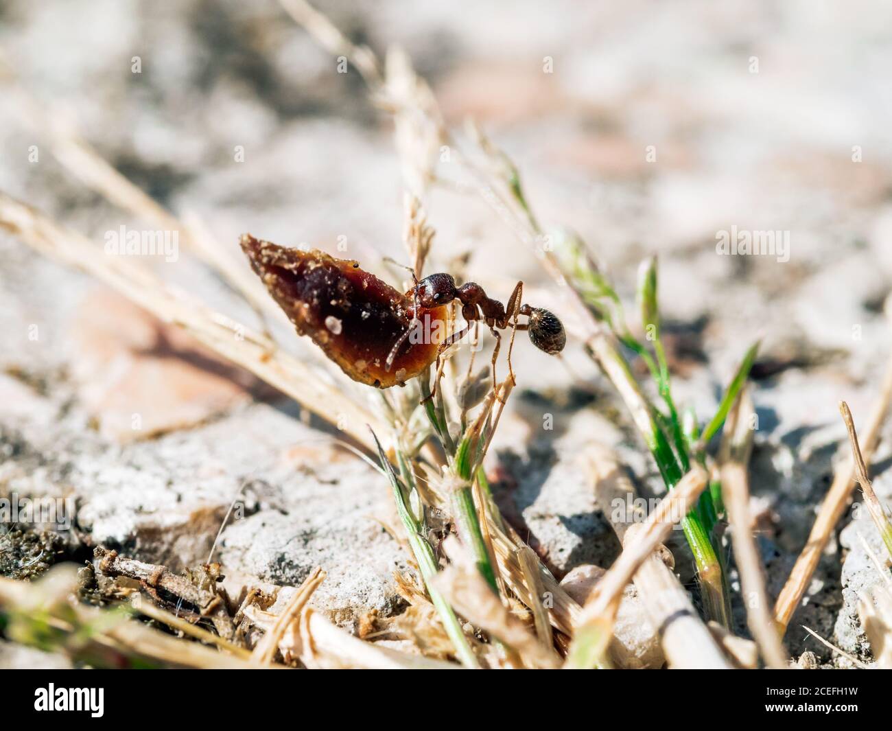 Small ant worker with heavy object. Strong ant hardworking. Ant in ...