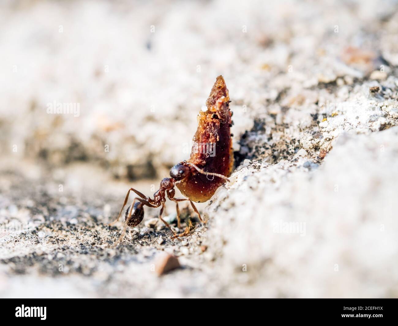 Small ant worker with heavy object. Strong ant hardworking. Ant in ...