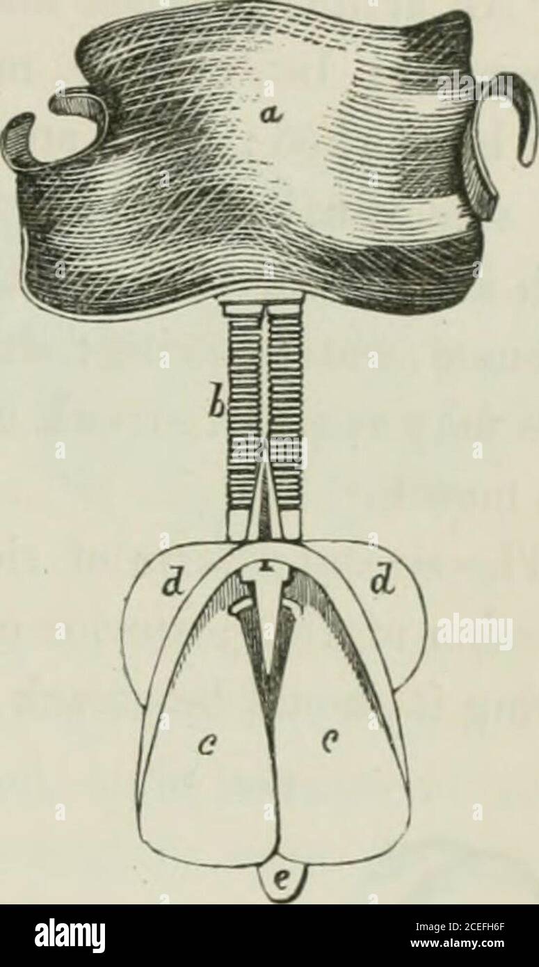 . The principles and practice of dental surgery. spiral springs ...