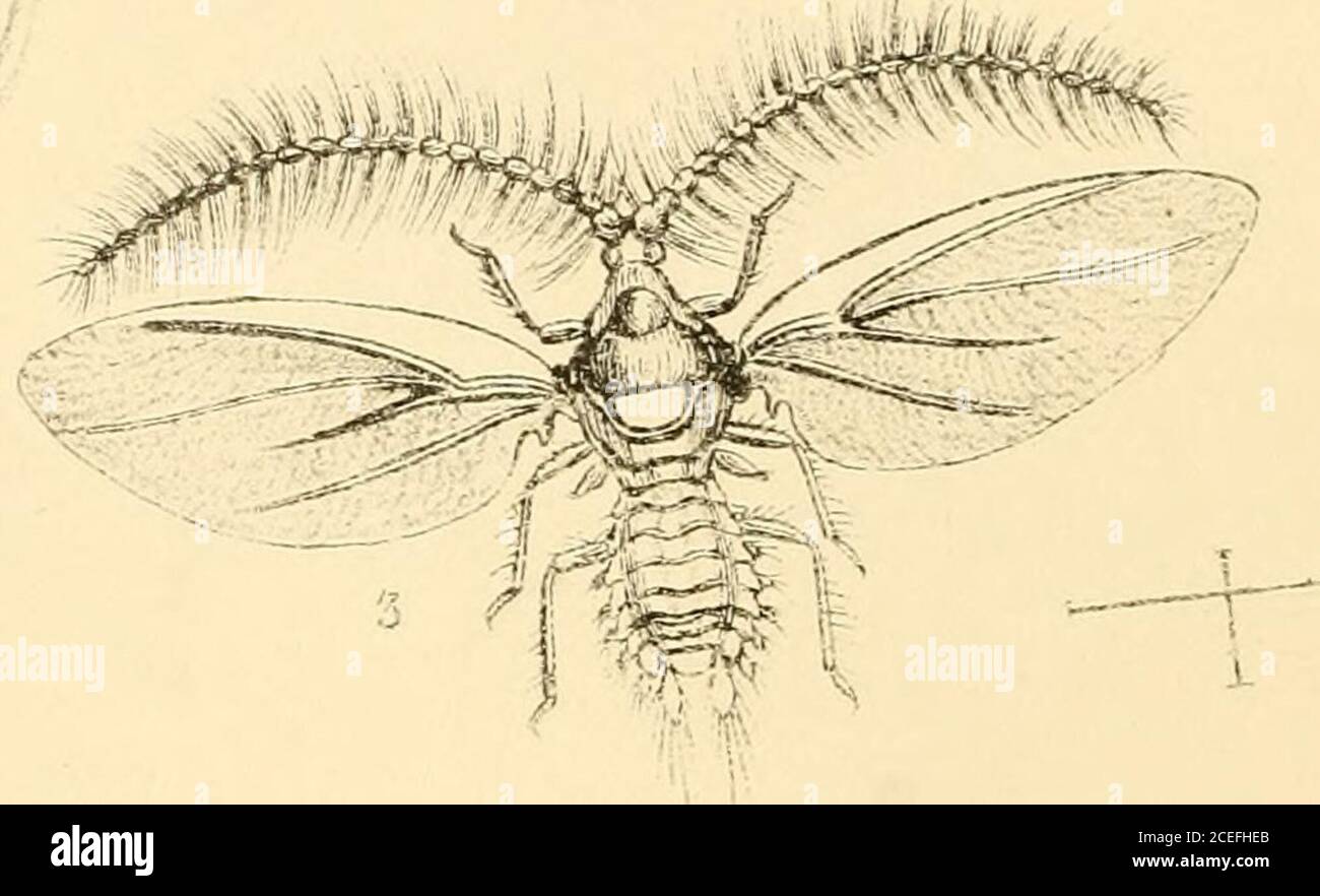 . Arcana entomologica, or, Illustrations of new, rare, and interesting ...