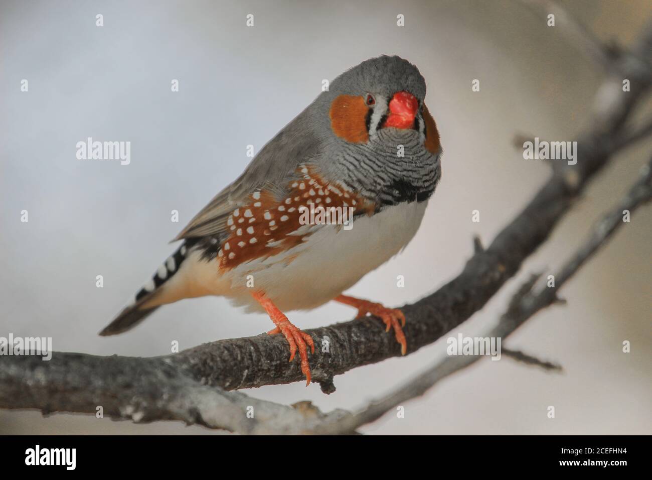 Zebra Finch Mutations