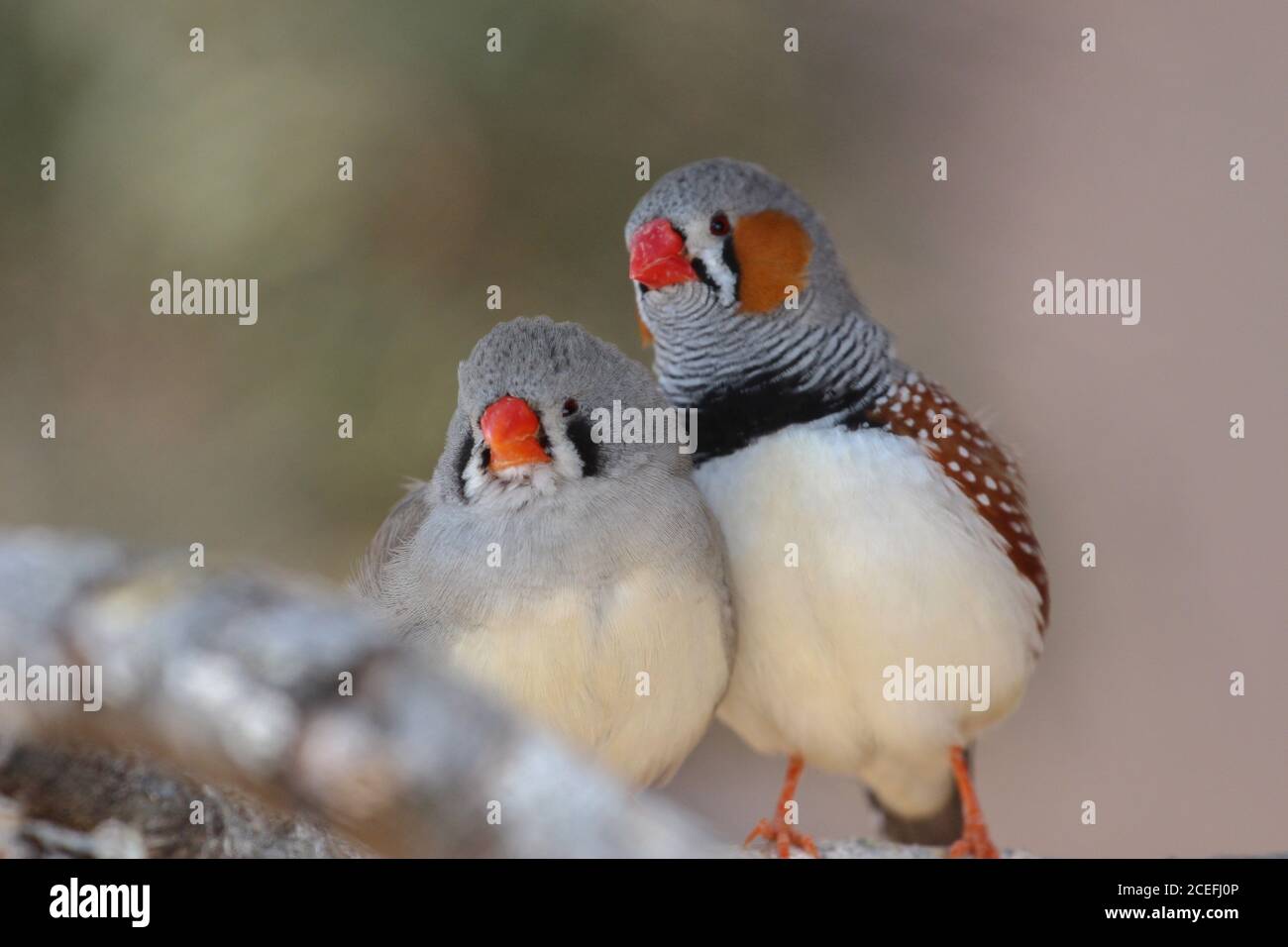 European Zebra Finch Mutations Large Poster Gt Zebracrazy2 Mutations