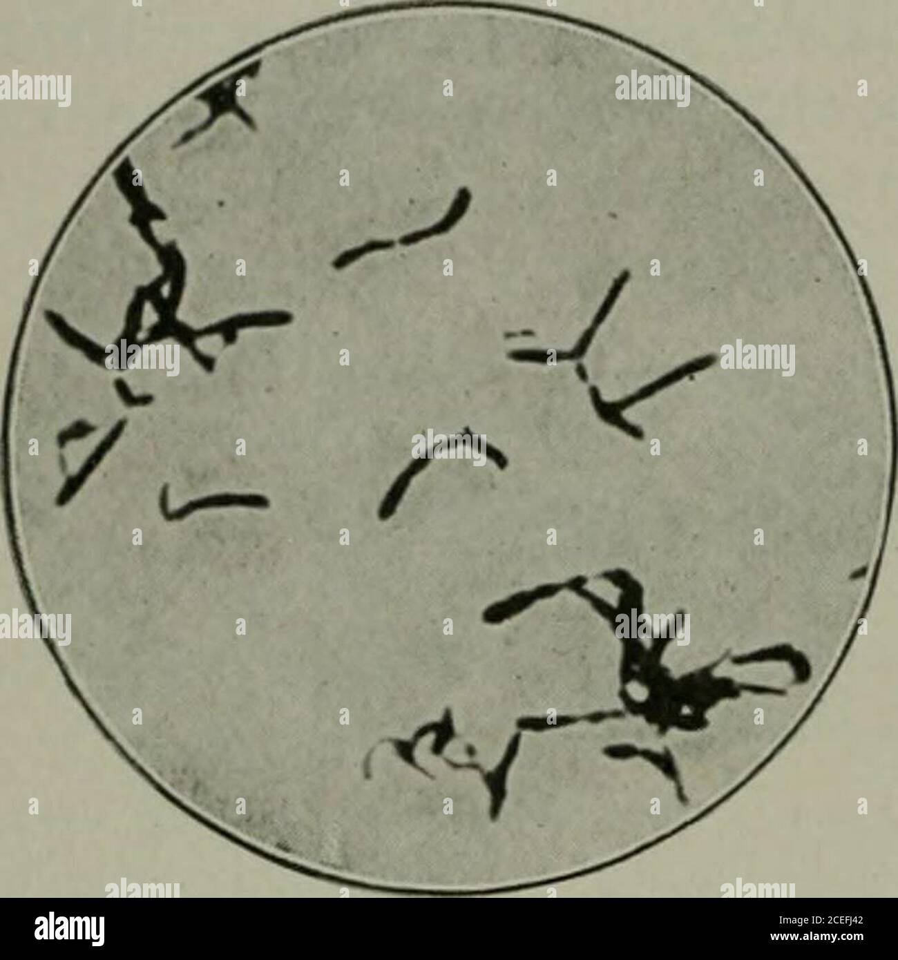 . Pathogenic micro-organisms, including bacteria and Protozoa; a ...