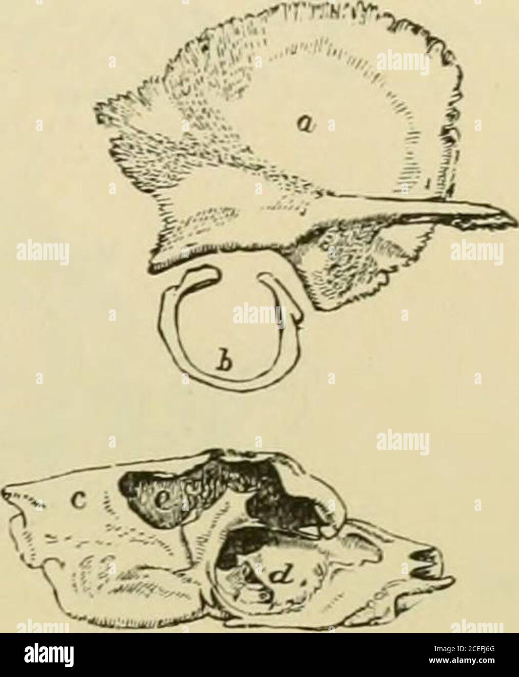 Wormian Bone High Resolution Stock Photography and Images - Alamy