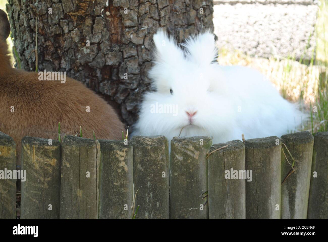 Closeup shot of cute fluffy bunnies Stock Photo - Alamy