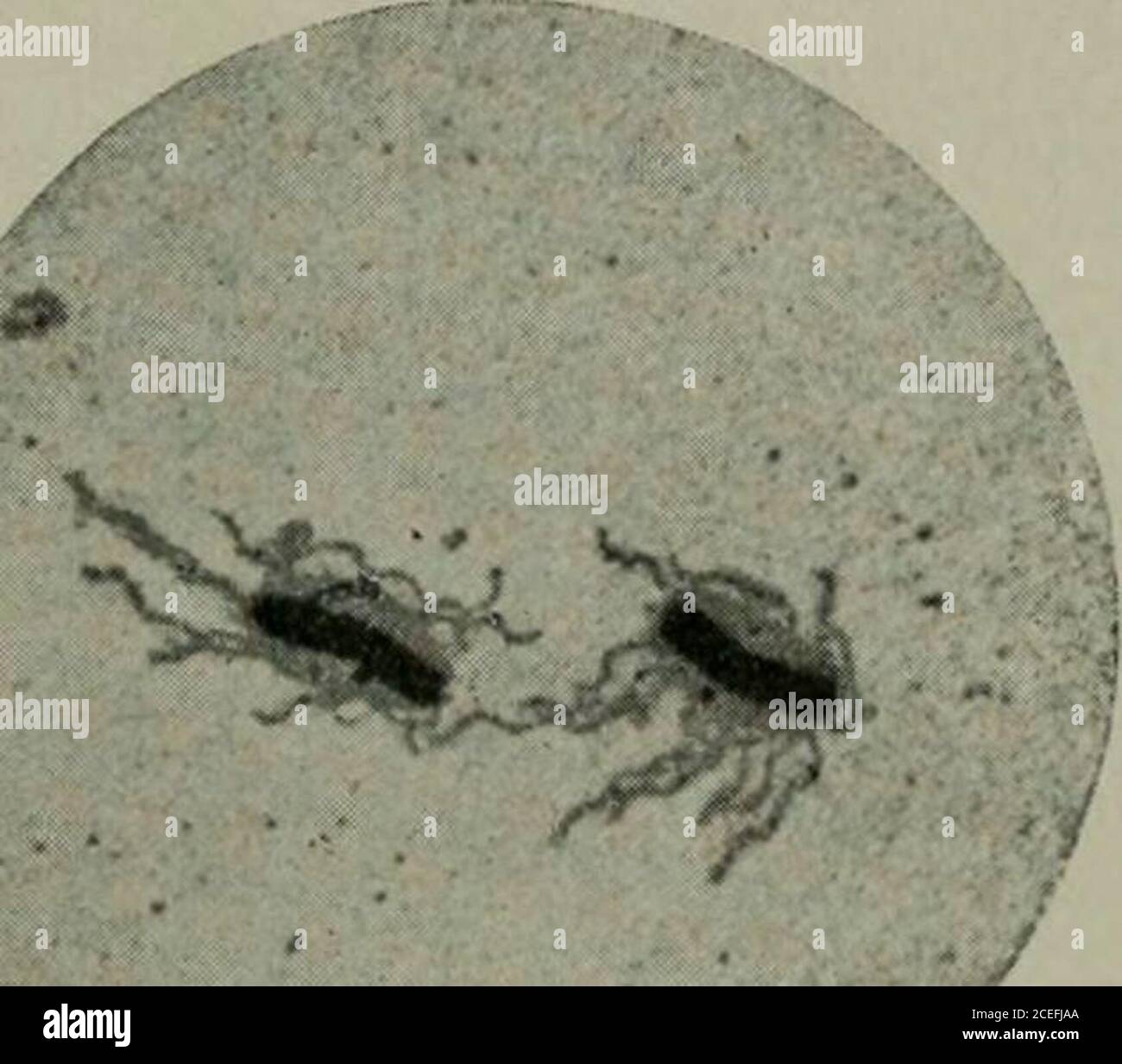 . Pathogenic micro-organisms, including bacteria and Protozoa; a ...