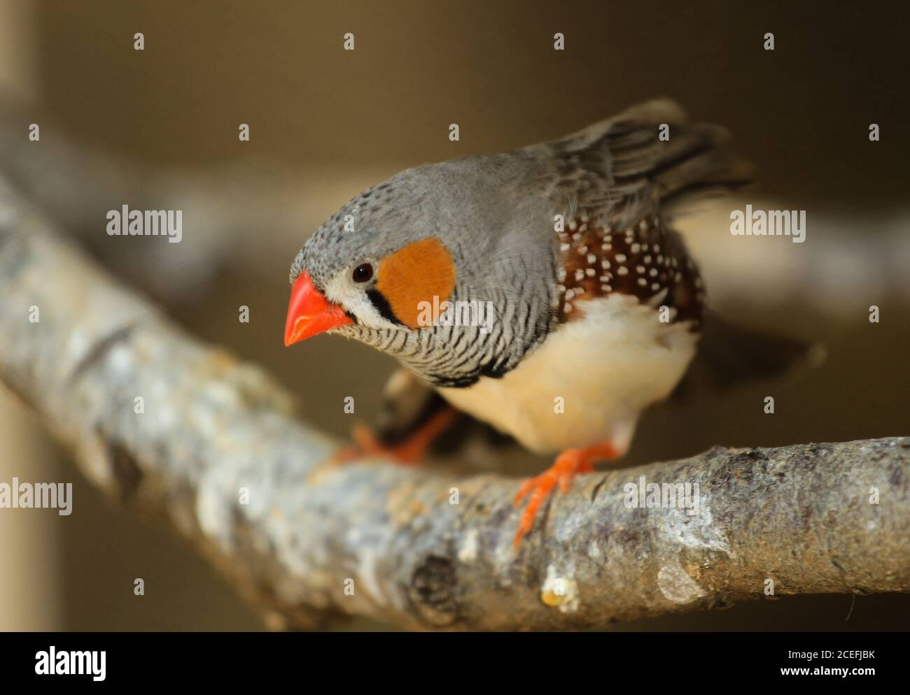 Zebra Finch Mutations