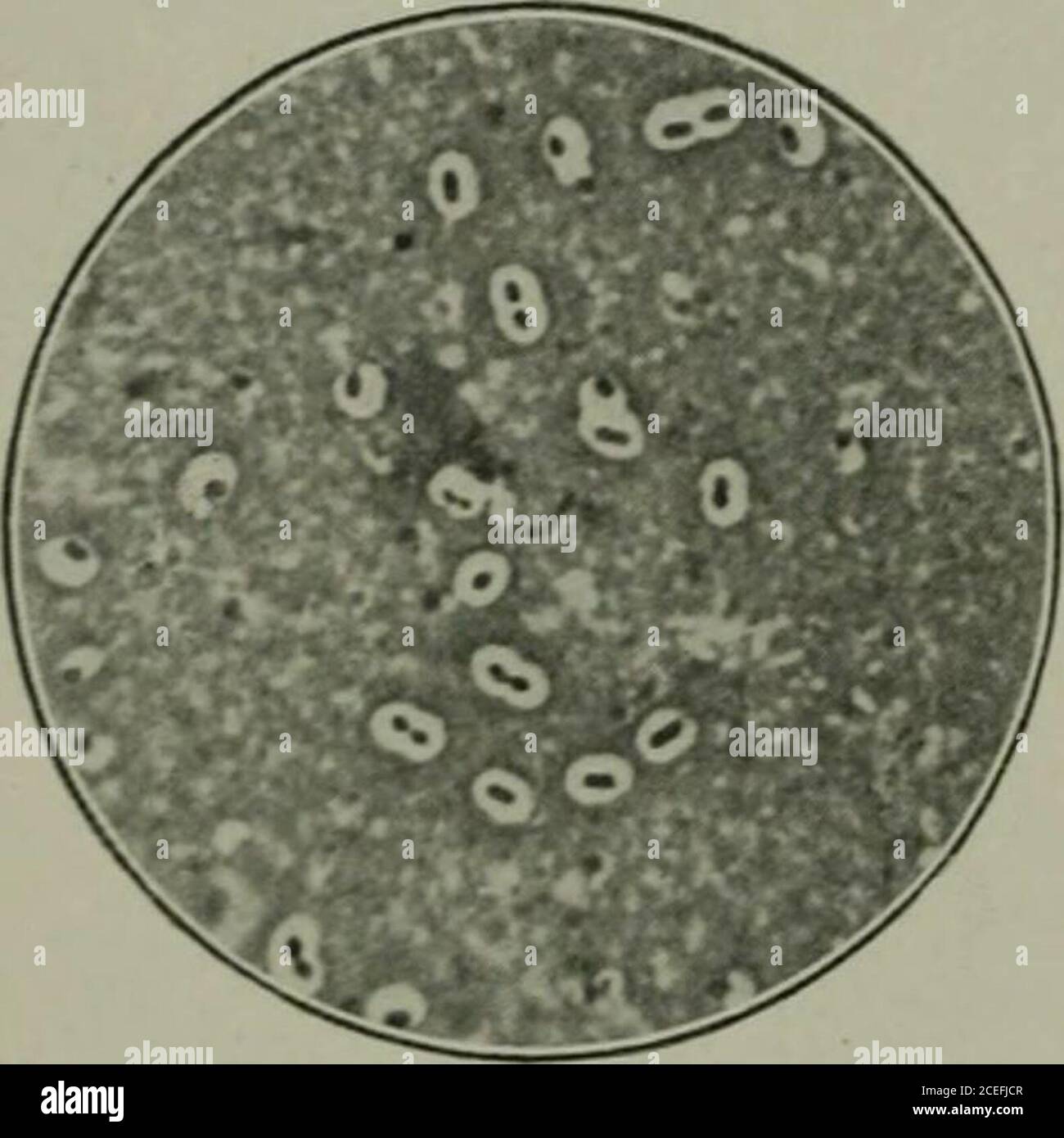 . Pathogenic micro-organisms, including bacteria and Protozoa; a ...