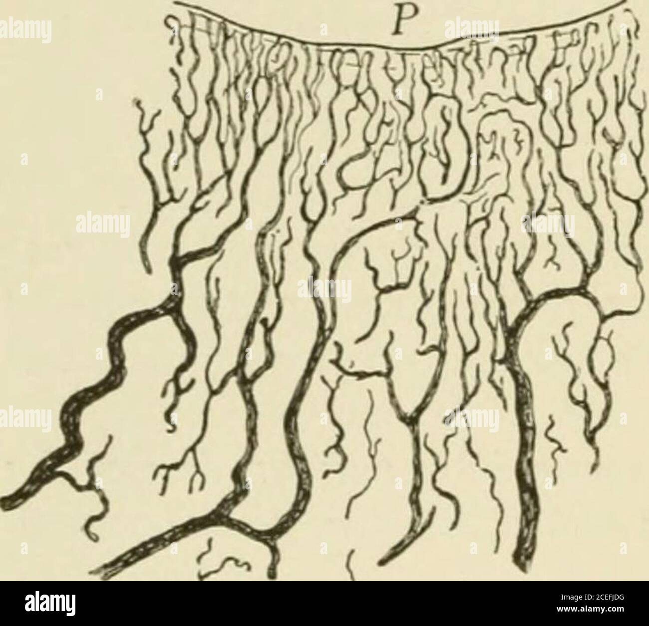 Radicles hi-res stock photography and images - Alamy