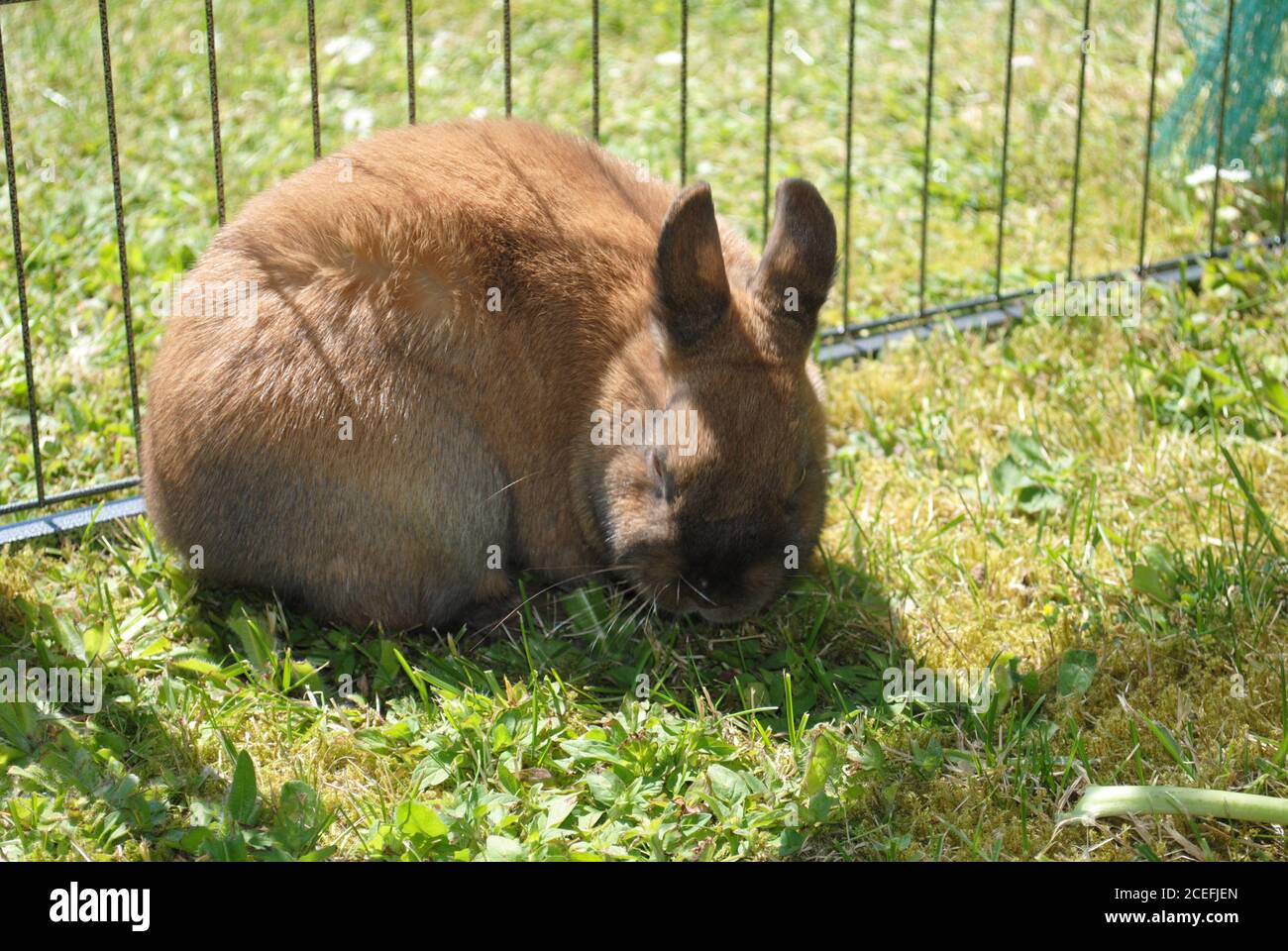Closeup shot of a cute fluffy bunny Stock Photo - Alamy